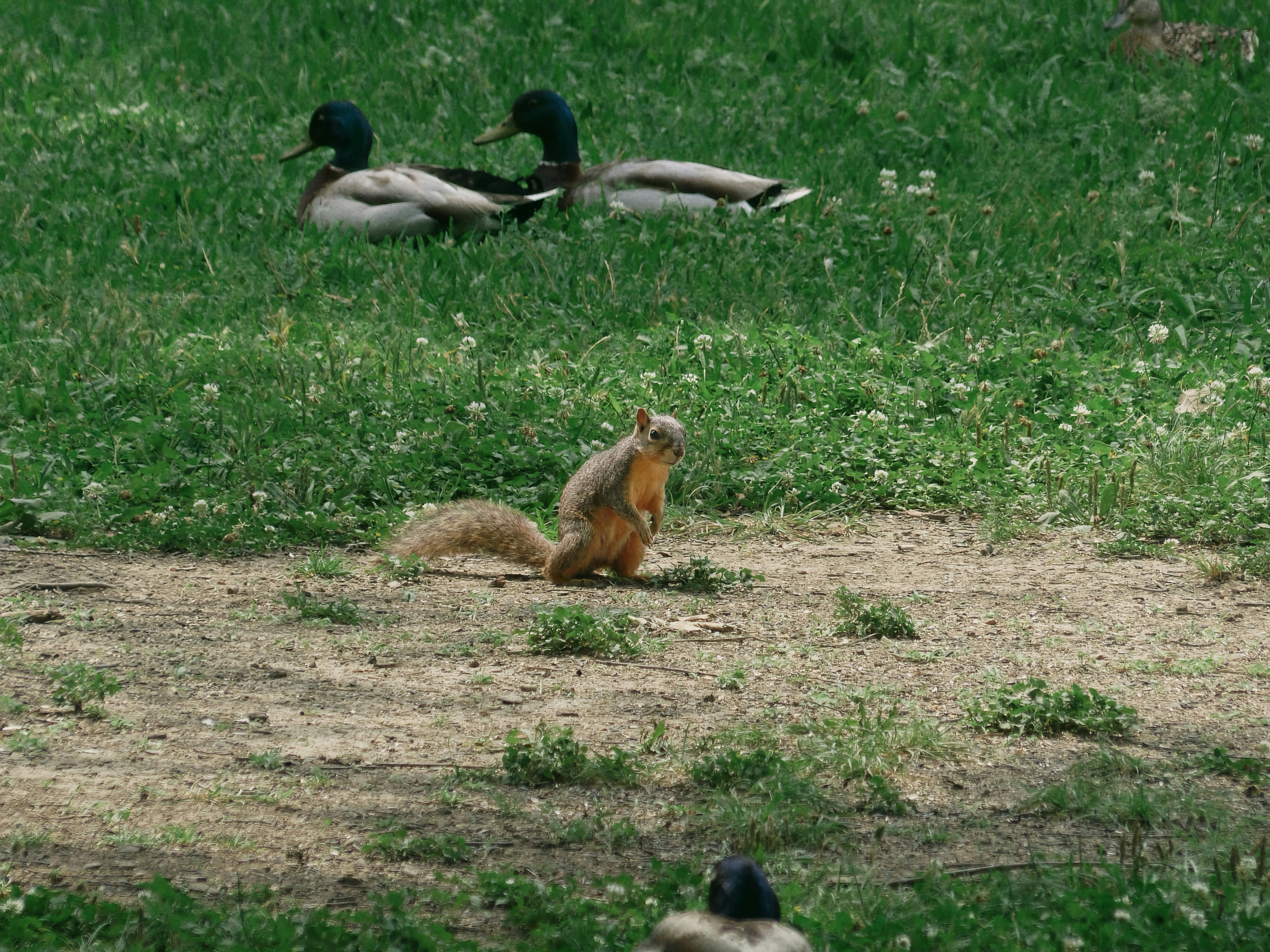 Curious Ground Squirrel Amid Park Dunes with Mallards in the Background