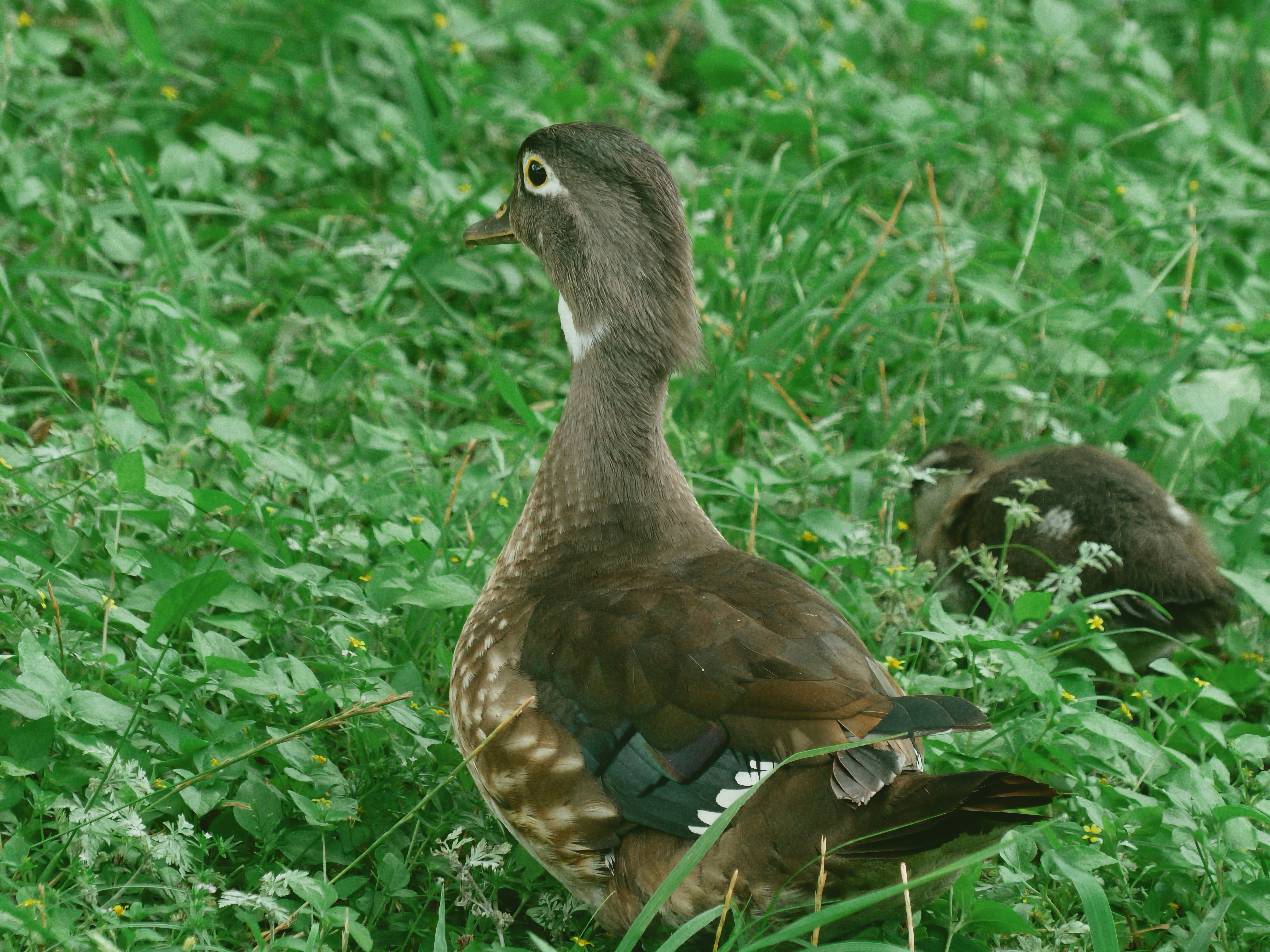 Loitering in the Green: A Brown Duck Overlooking a meadow
