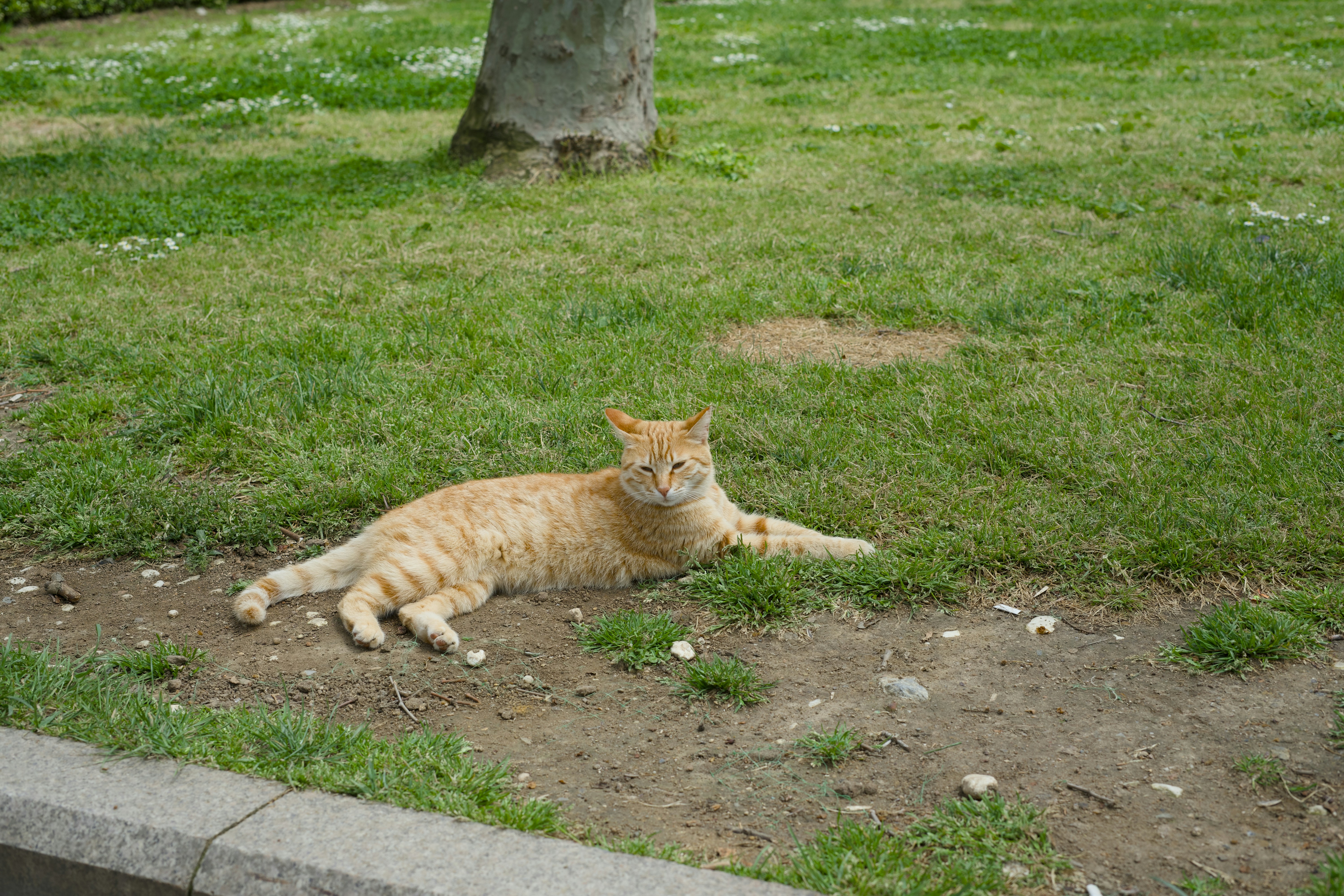 Golden Tabby Lounging by the Park Edge