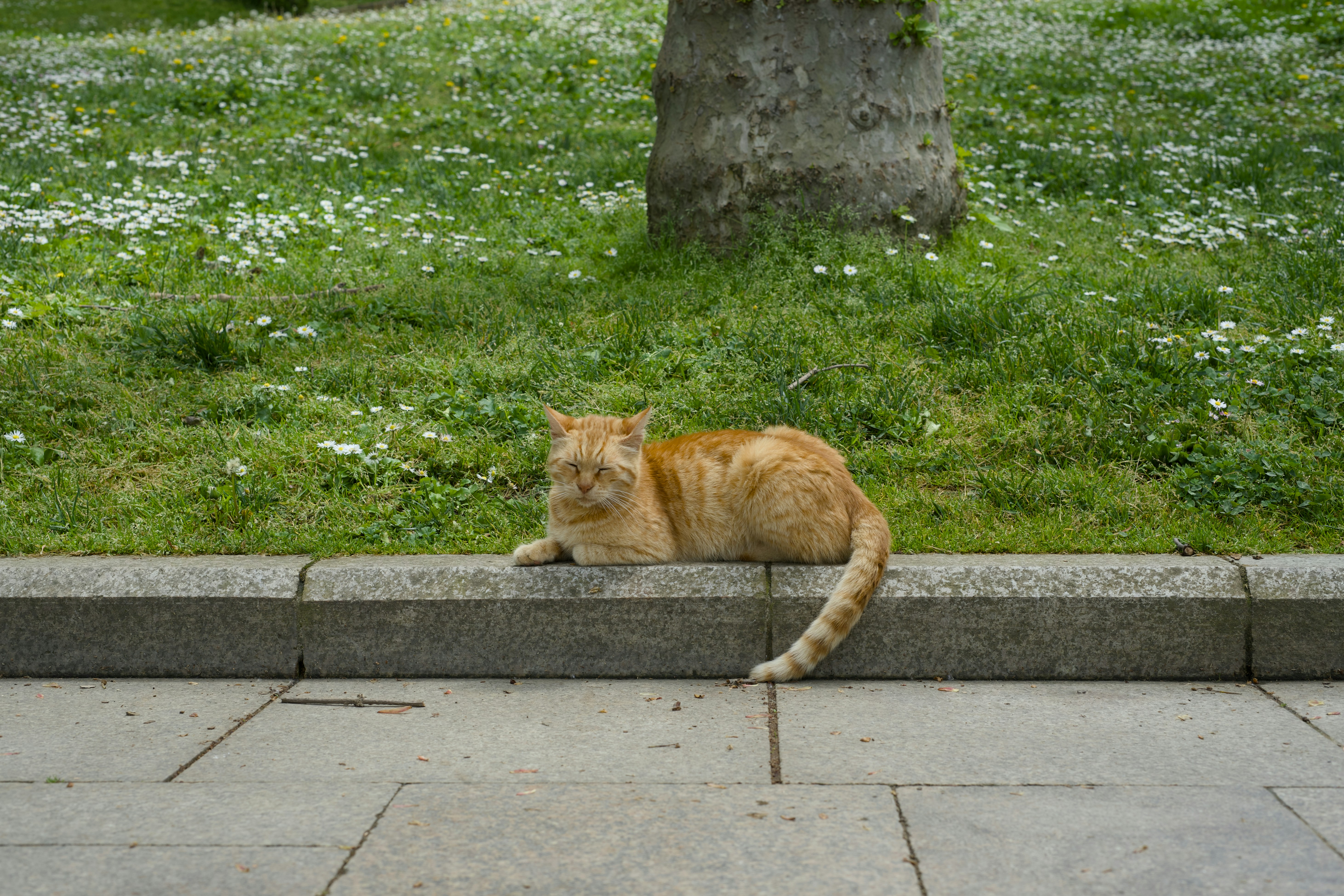 Orange residential cat resting along a curb in a grassy park