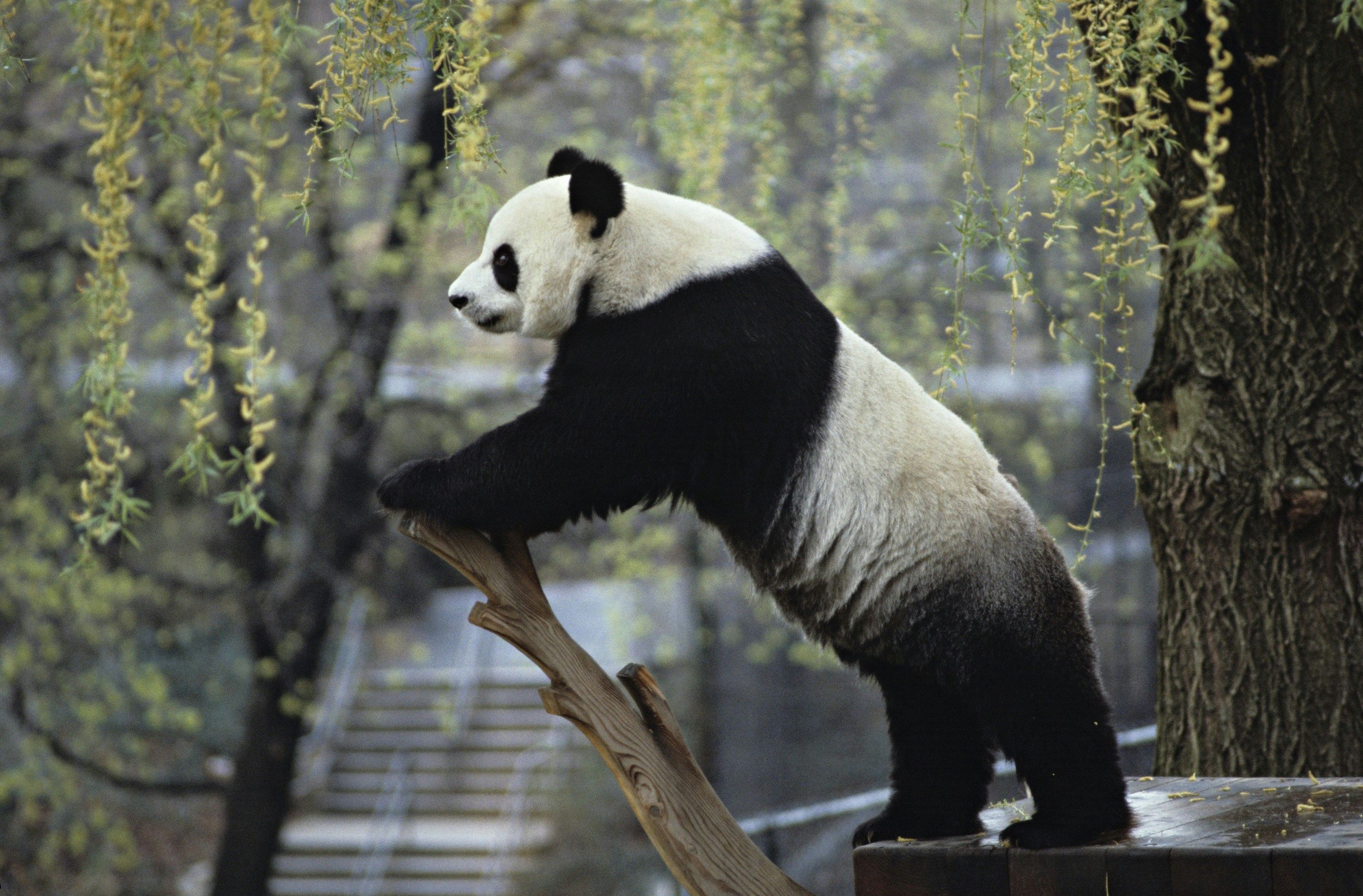 A giant panda stands on its hind legs, looking left. photo – Free ...