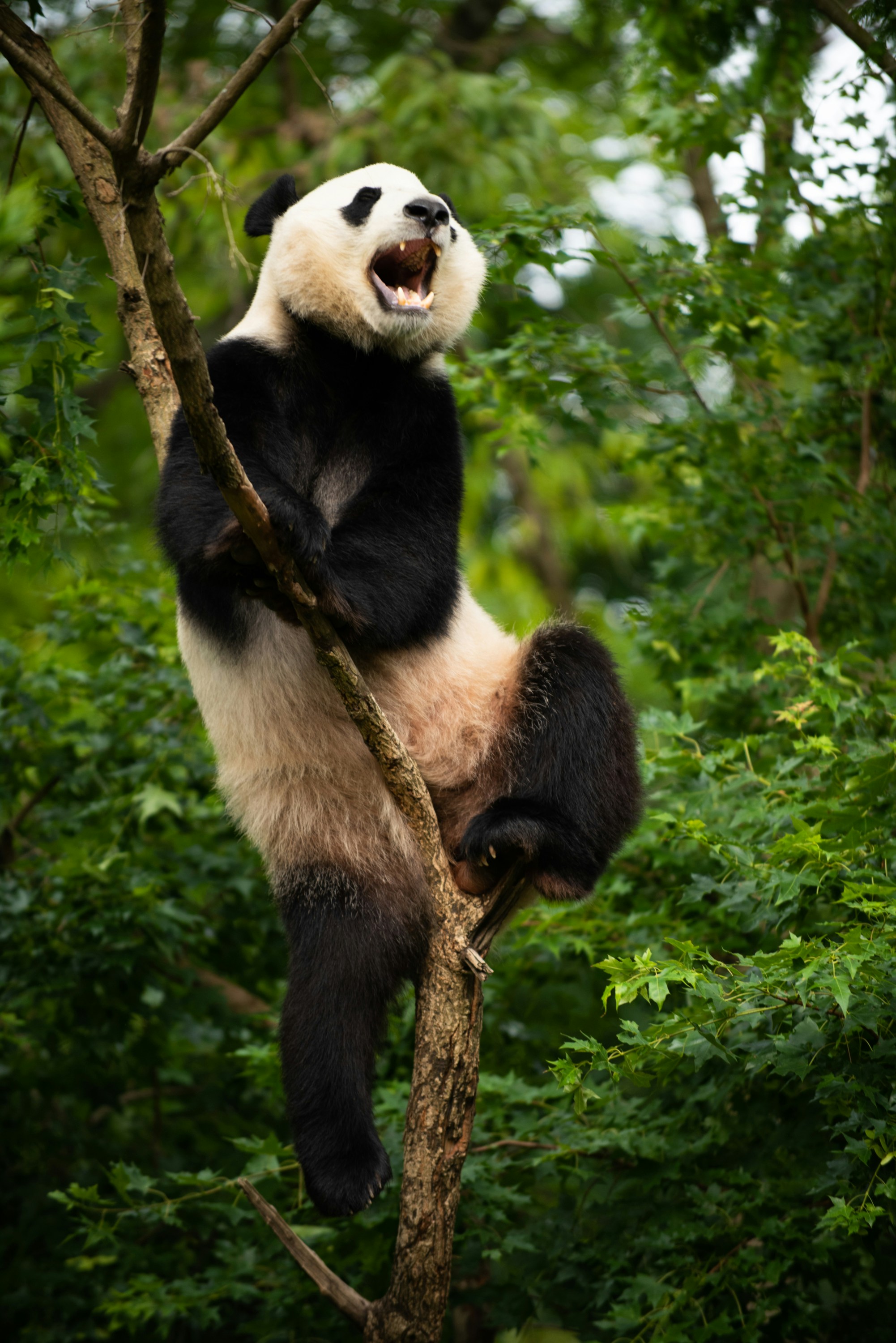Majestic Giant Panda Perched in Green Canopy, Roaring Toward the Sky