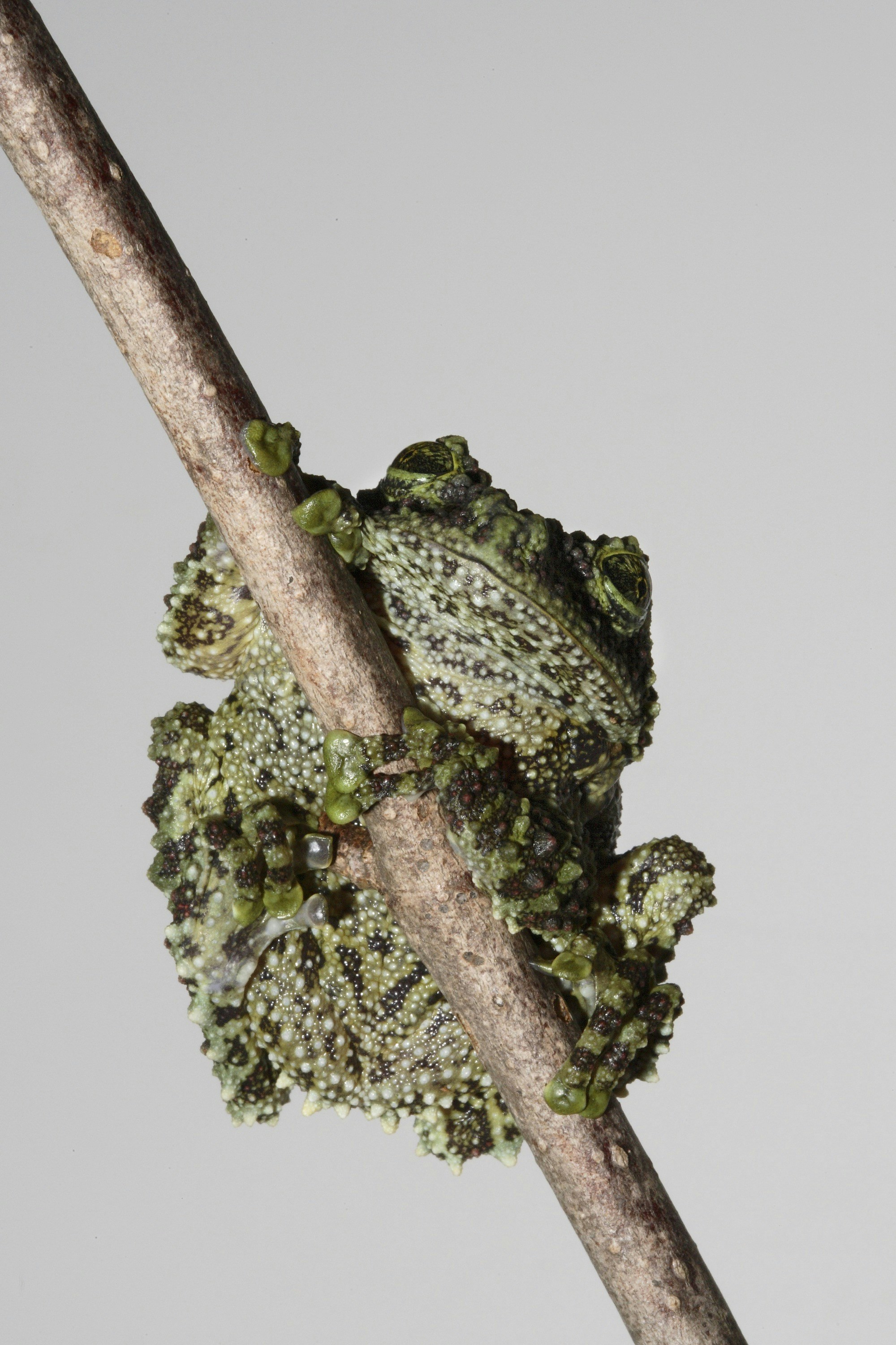 Lichen-clad tree frog clings to a weathered twig
