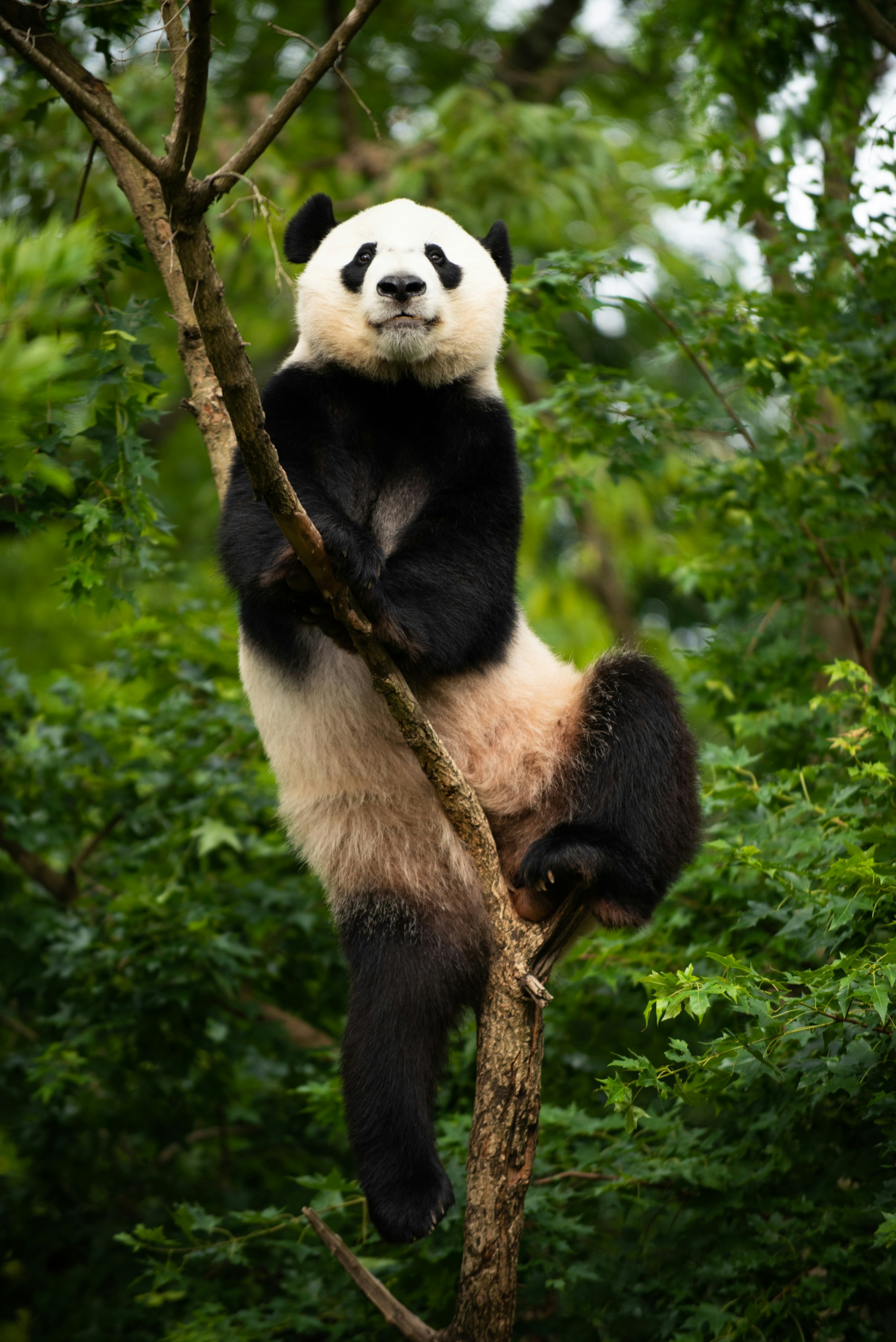 Suspended Genius: A Giant Panda Grips a Branch in Verdant Quiet
