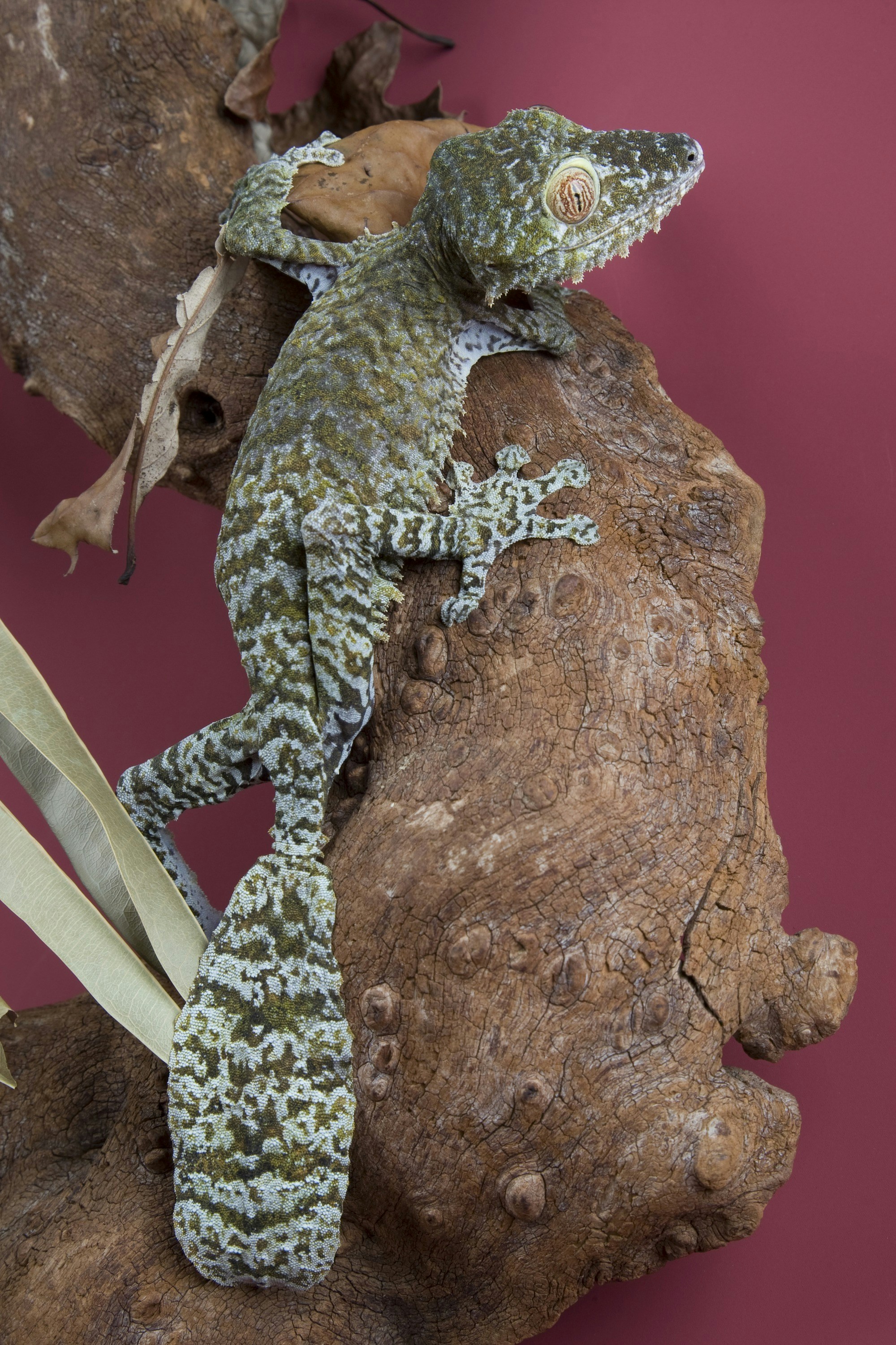 Floral Camouflage on a Gnarled Branch: A Gecko’s Quiet Climb