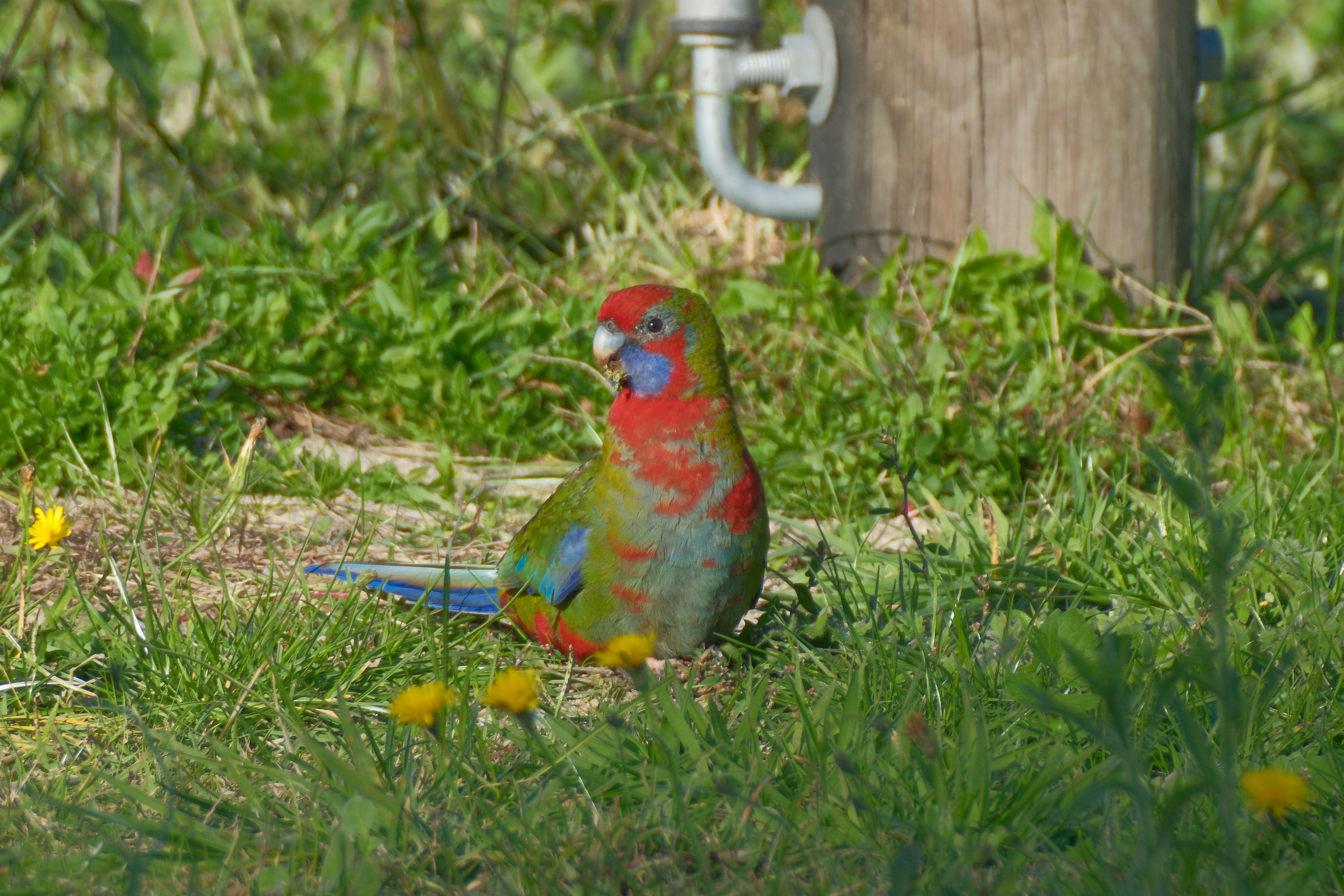 Colorful Parrot at Ground-Level Garden