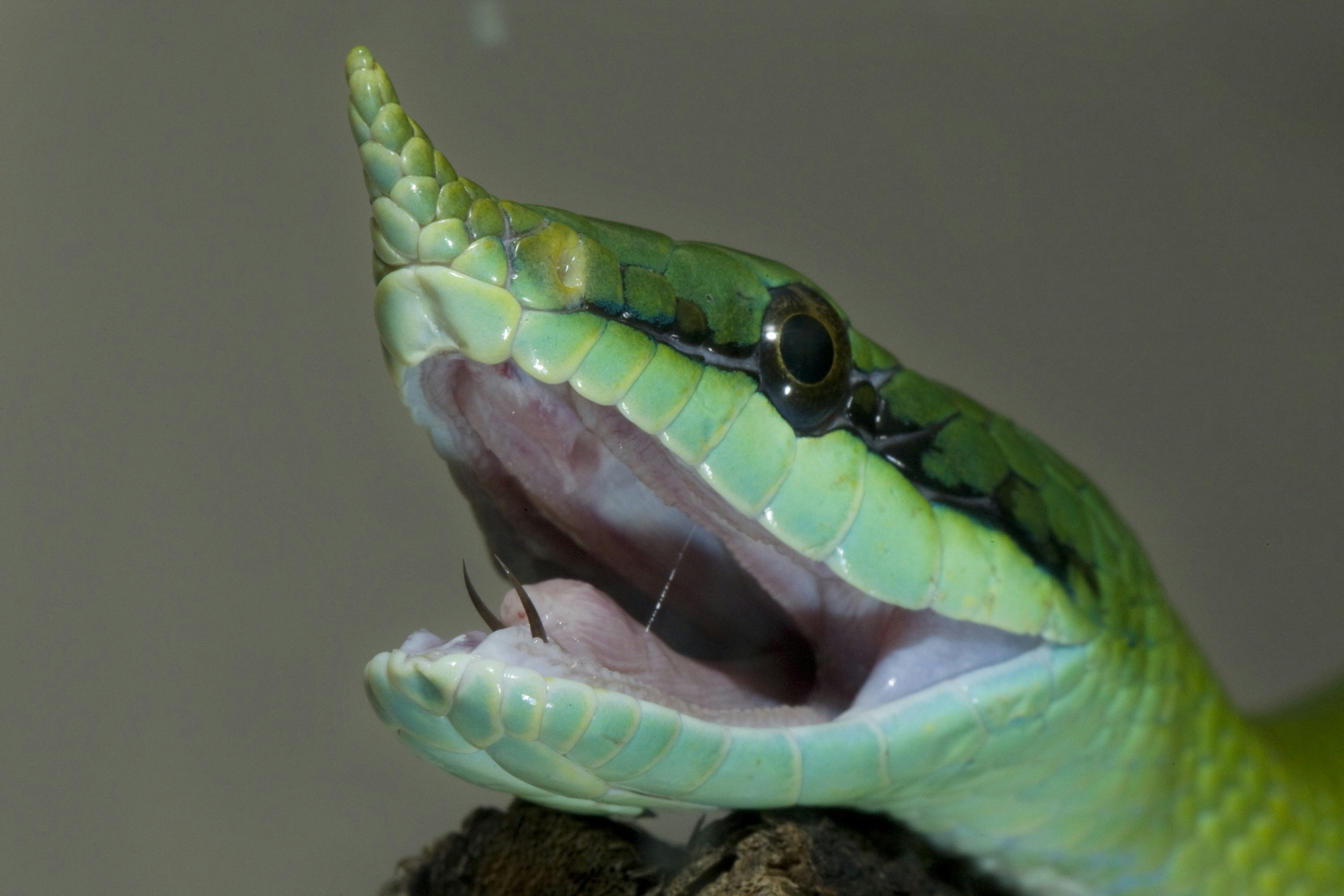 Vibrant Green Viper Opens Its Gaping Jaws