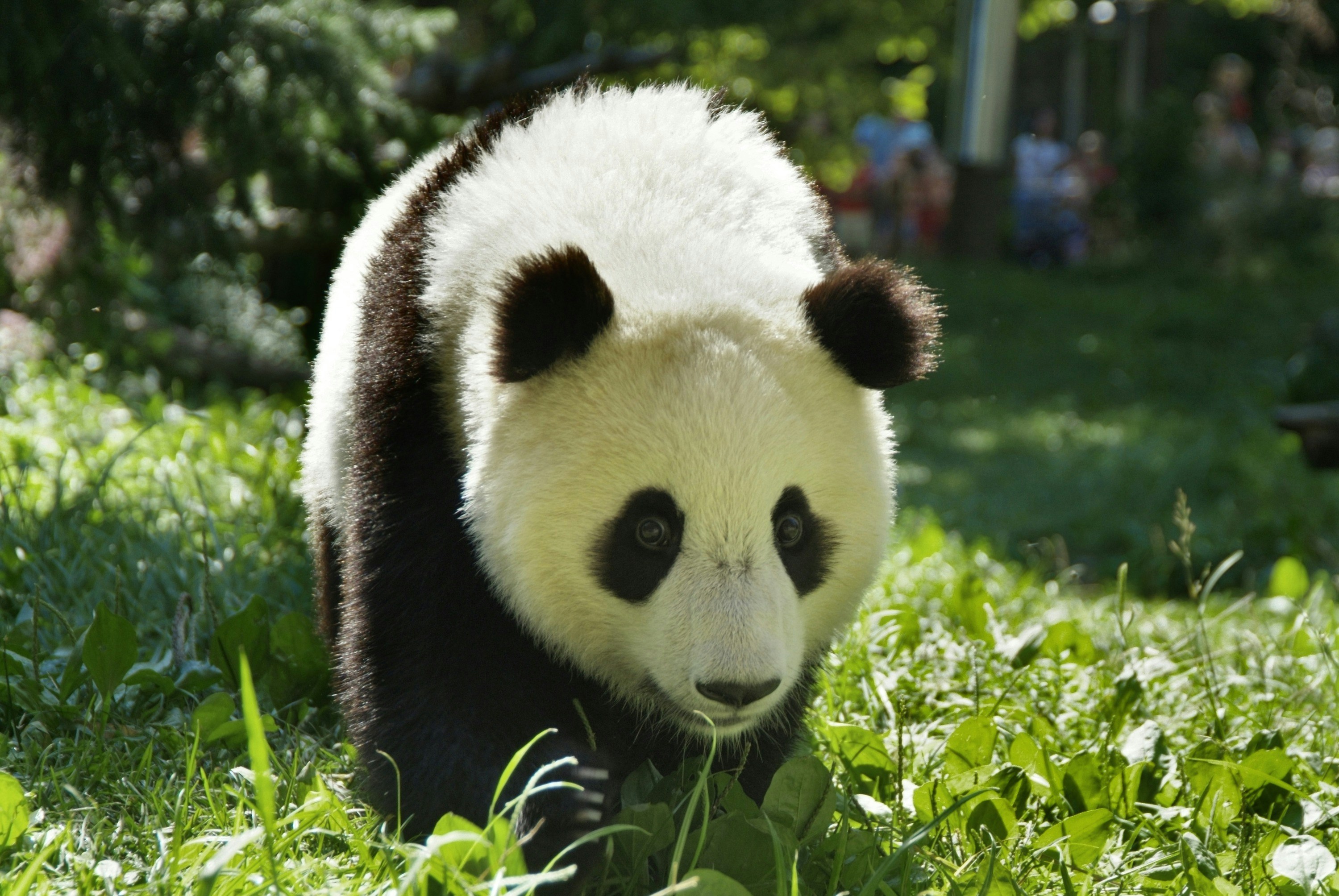 Panda in a Sunlit Meadow