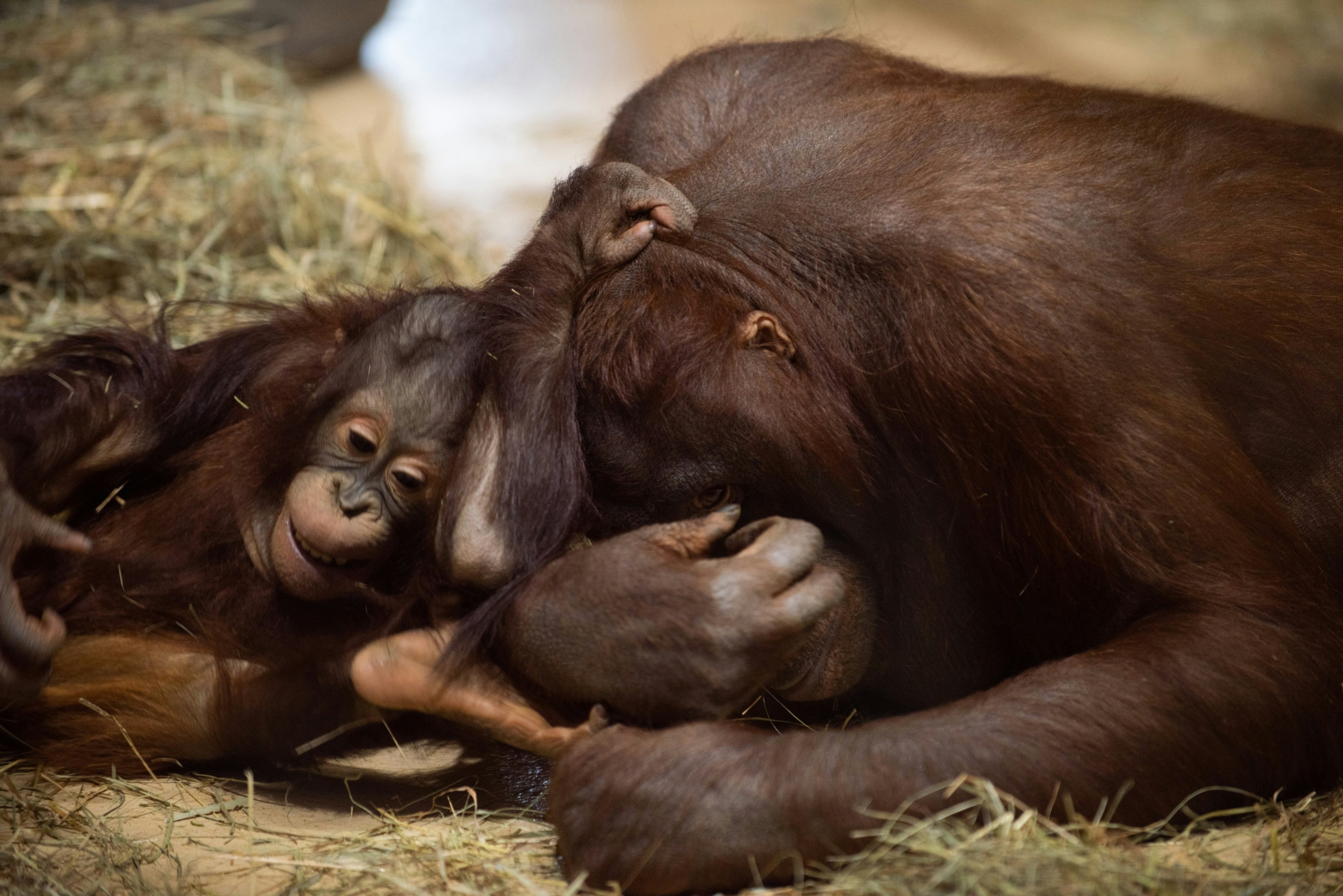 Nestled Bond: A mother orangutan and infant at rest on straw