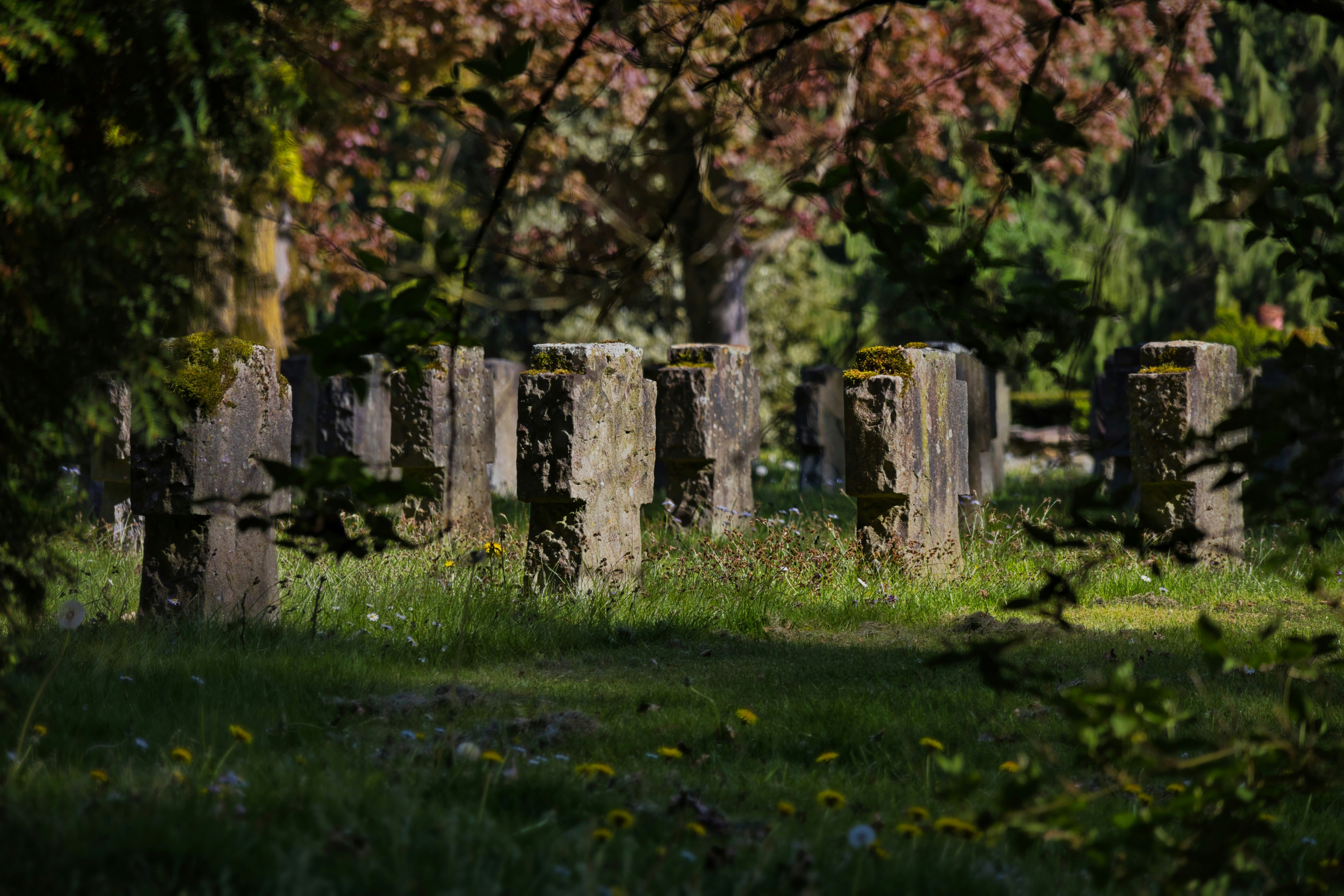 Rows of Weathered Gravestones Beneath Quiet Springlight