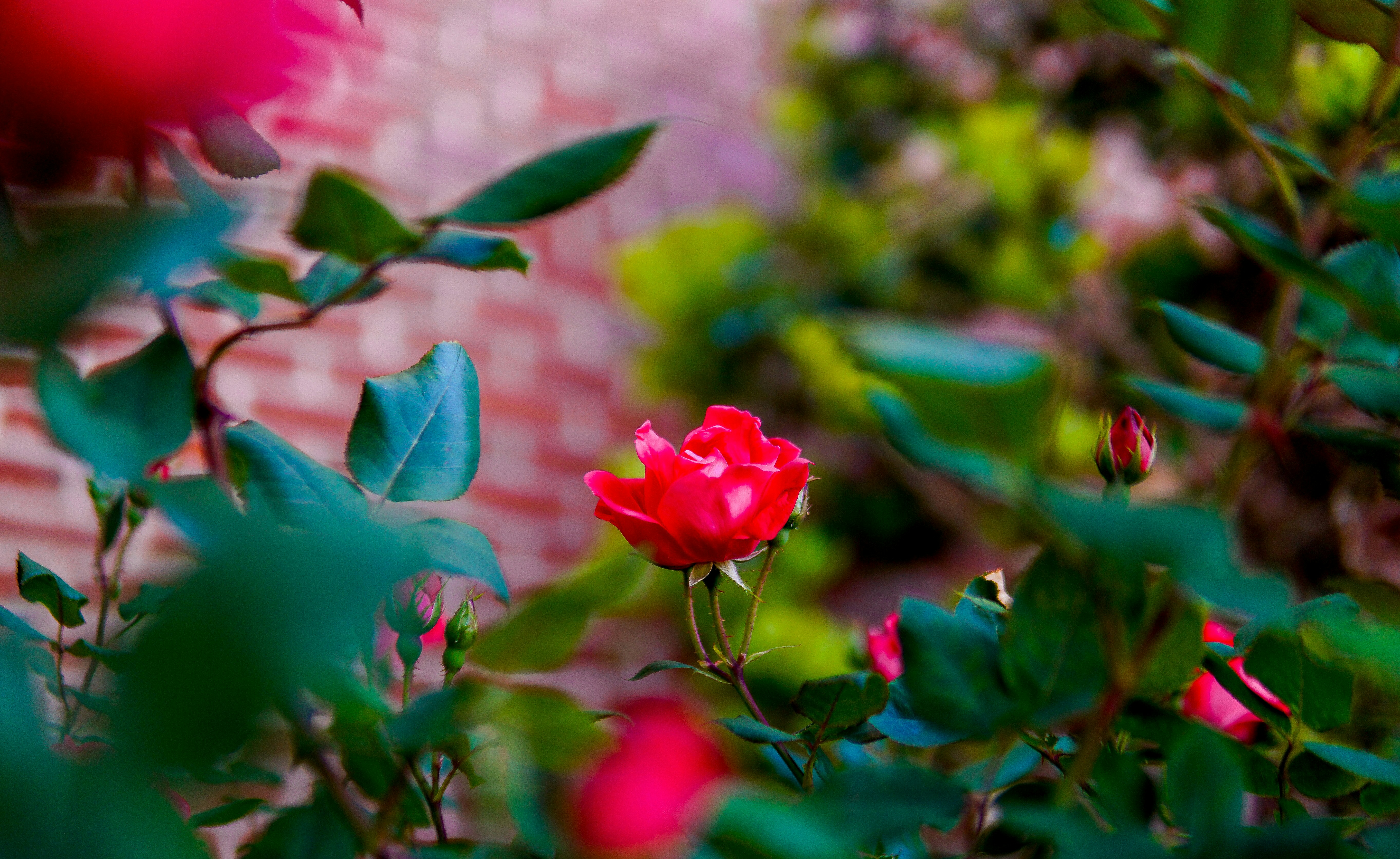 Rose in Focus: A Crimson Bloom Amid Quiet Garden Chaos