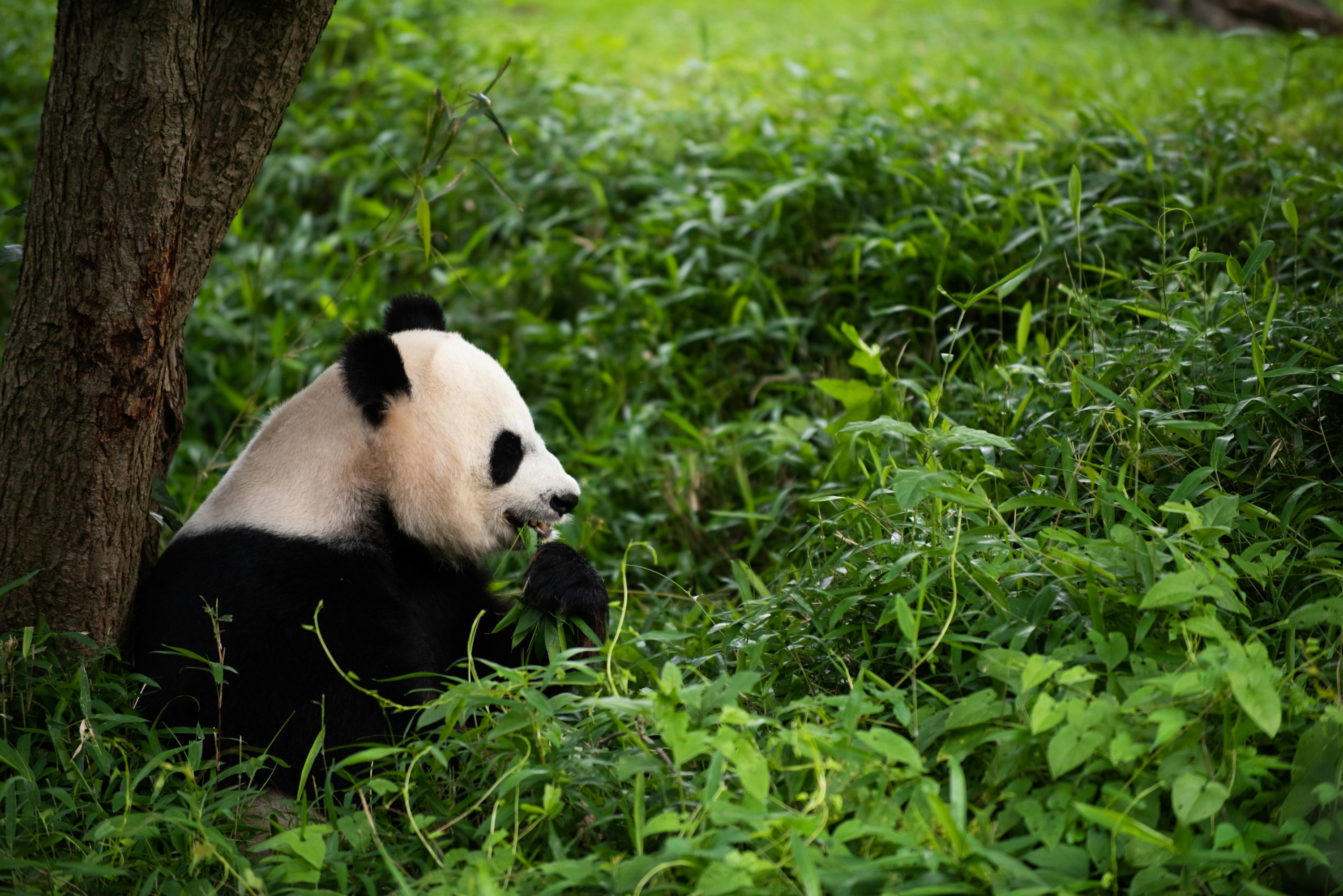 Panda Pause: A Quiet Moment Among Verdant Greens