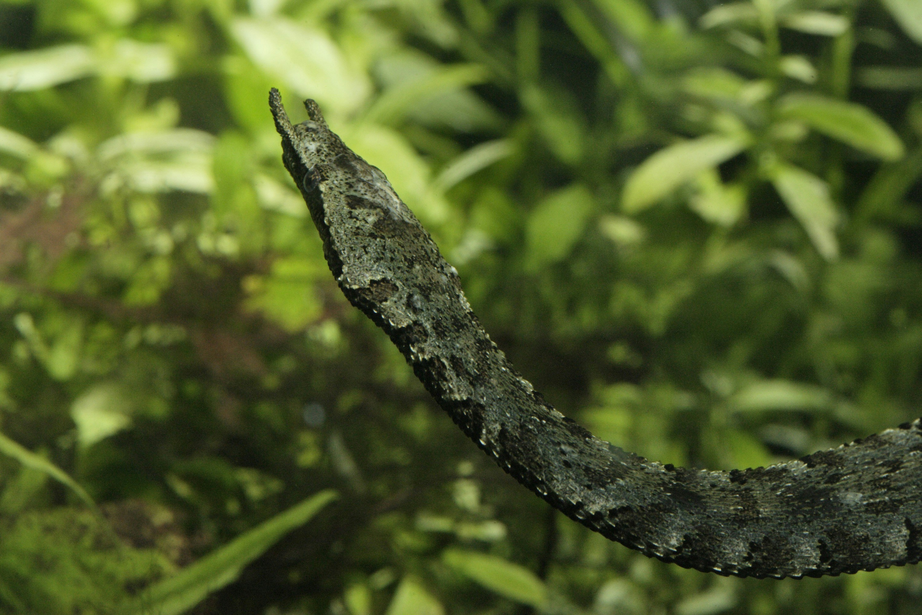 Lichen-Covered Curve: A Quiet Slice of Jungle Texture