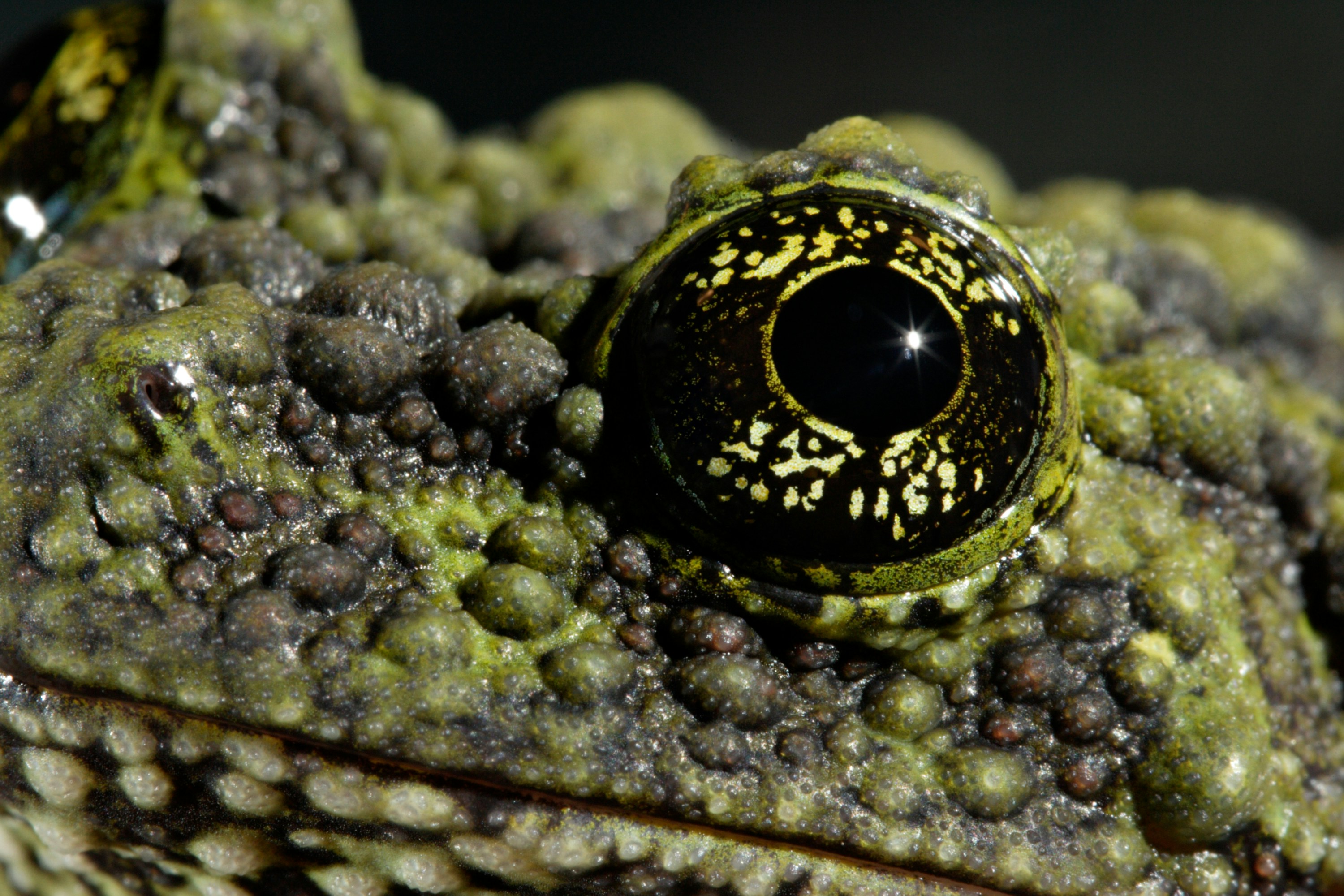 Close-up of a frog’s eye surrounded by textured, mossy skin; a macro study highlighting intricate eye pattern and surface detail.