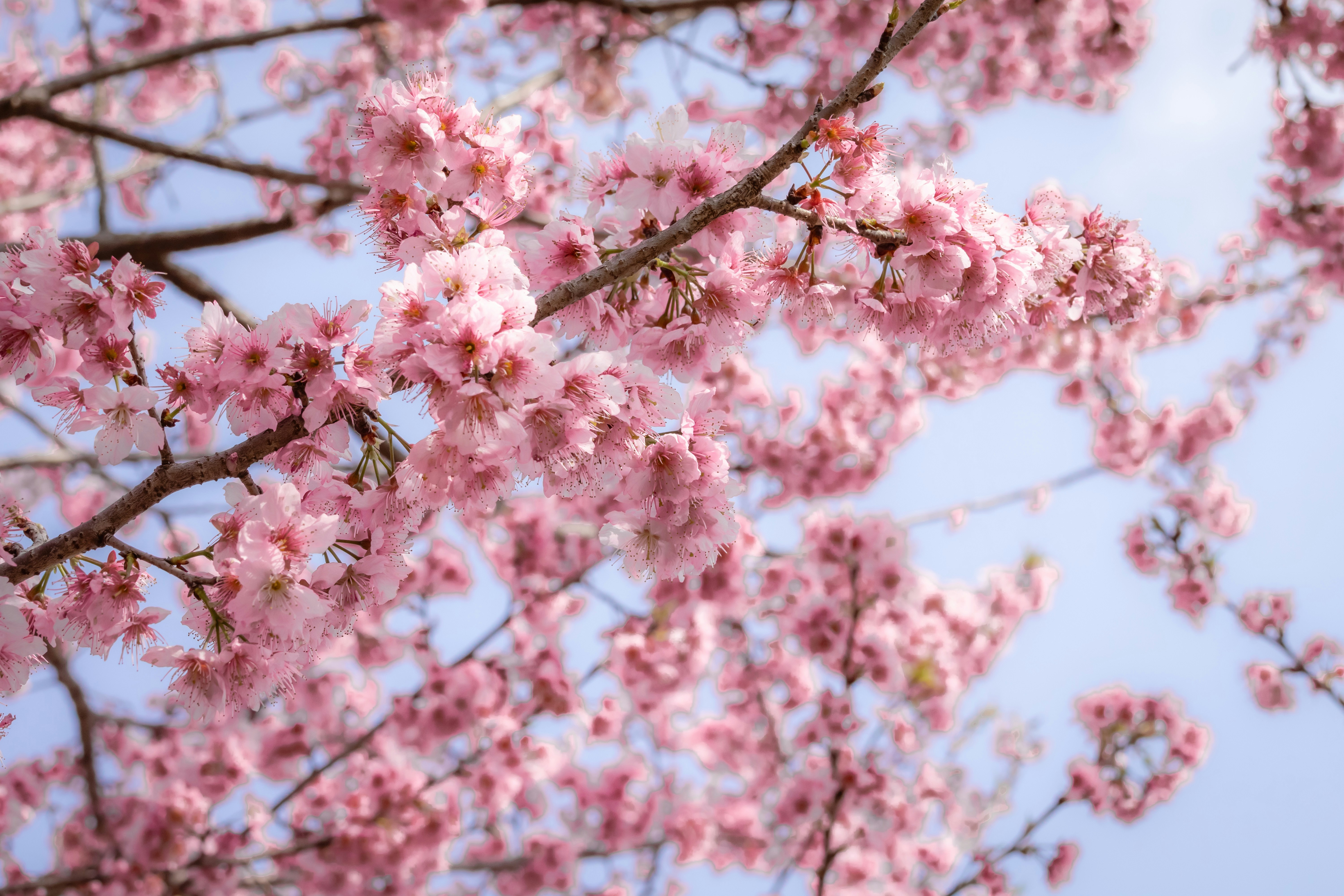 Petals in the Sky: A Branch of Spring Pastel