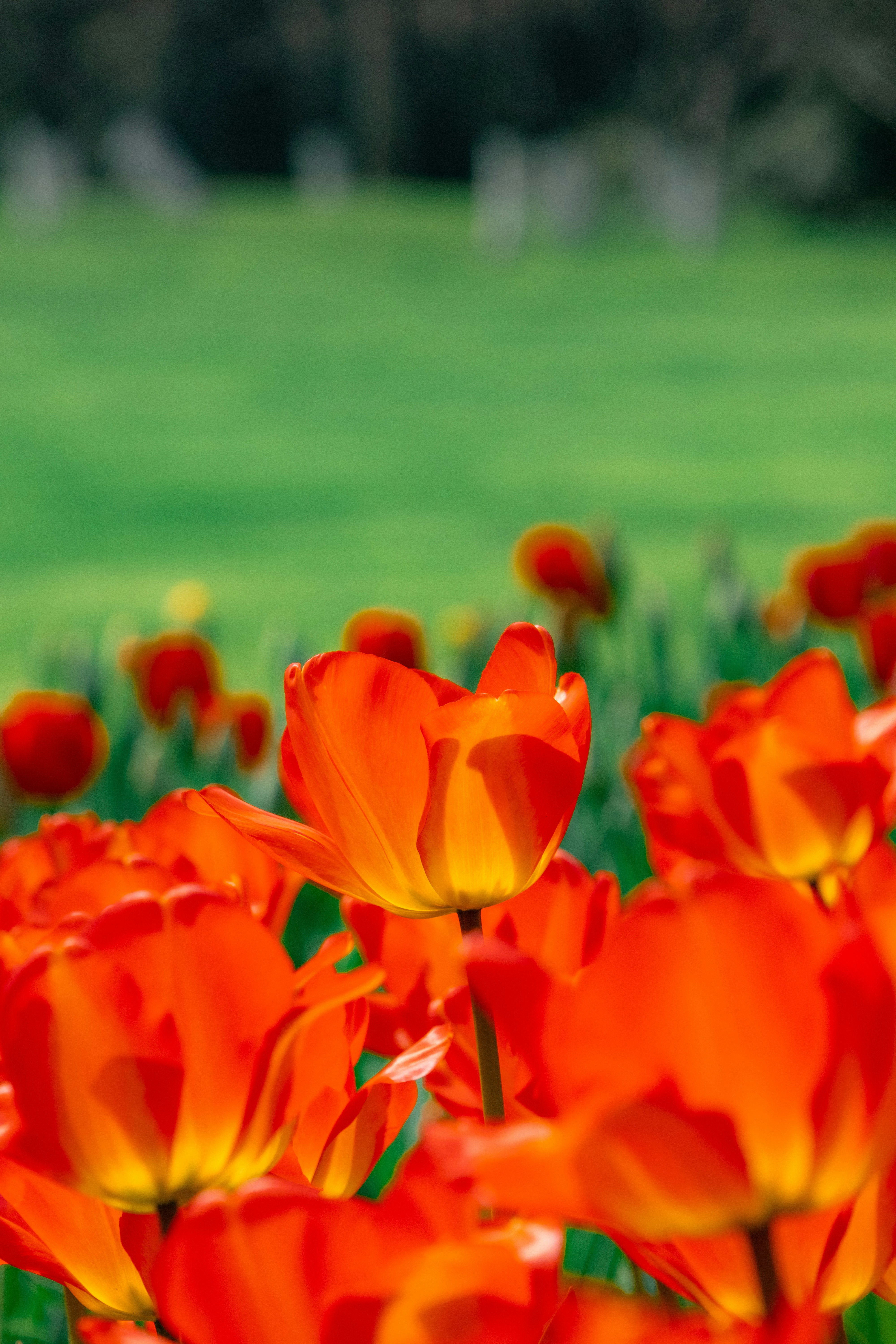 Orange Tulip Focus: A Close Chorus of Blooming Flame