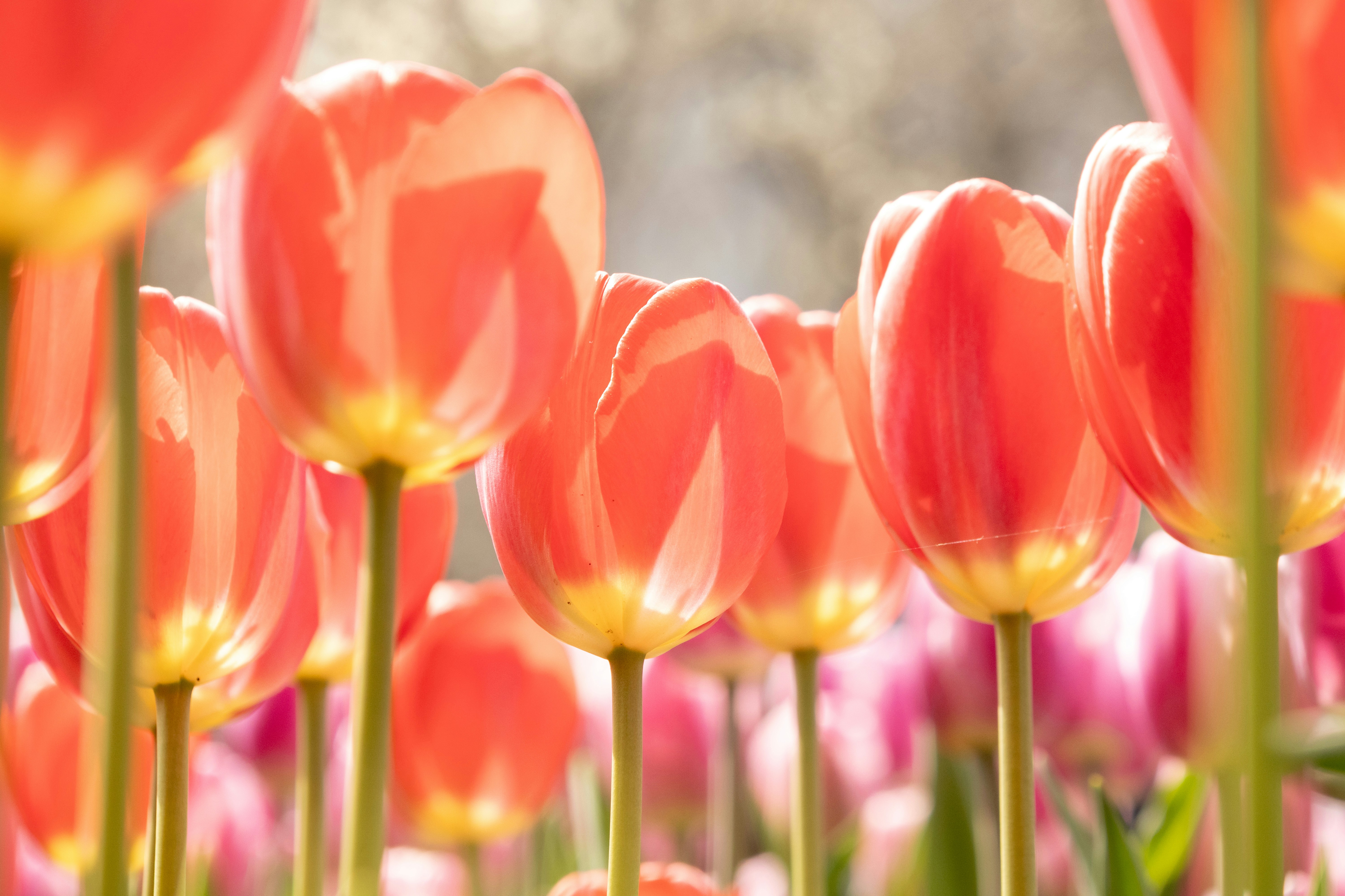 Glow of Coral Bloom: A Tulip Field in Soft Focus