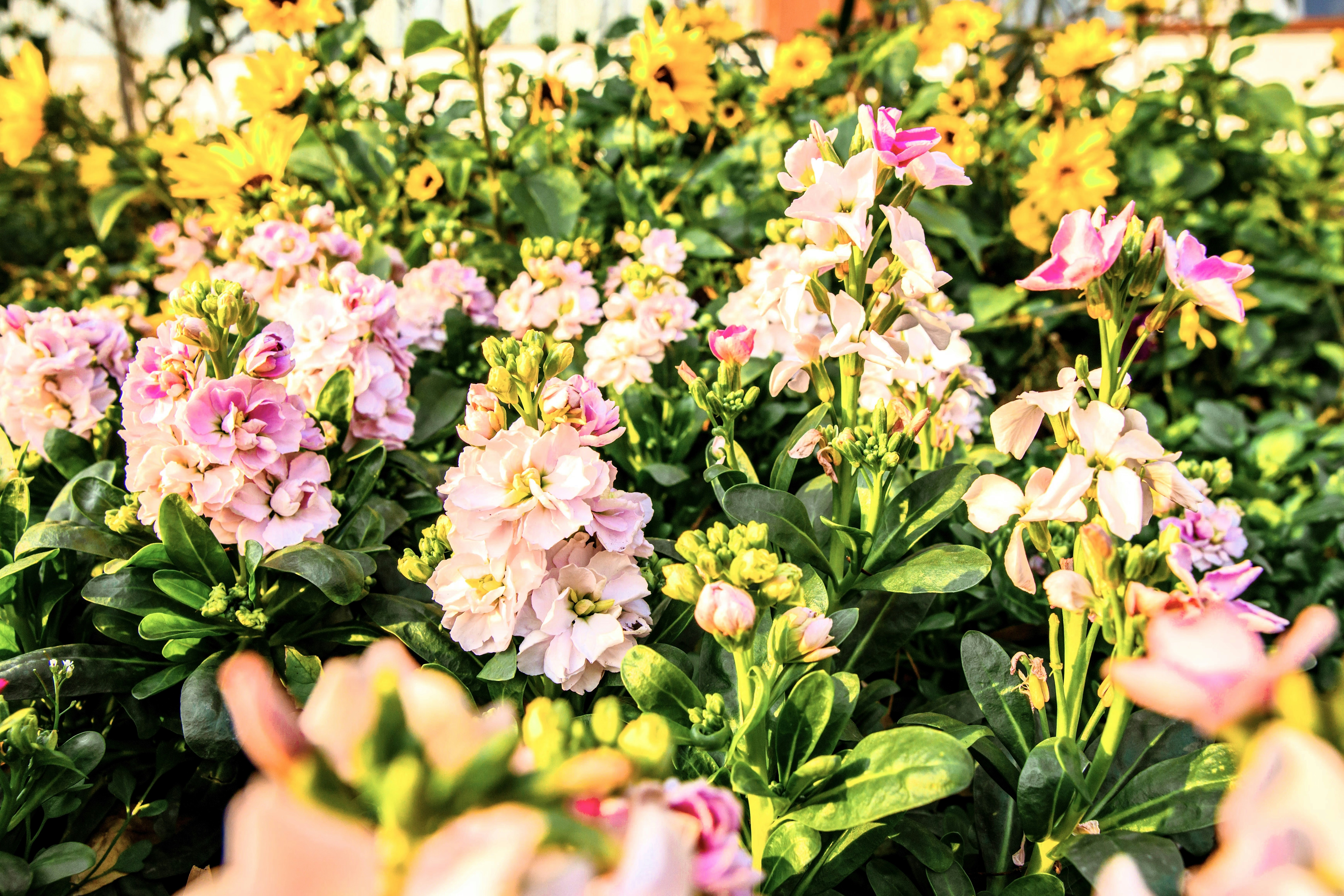 Whispers of Pink in a Sunlit Garden Border
