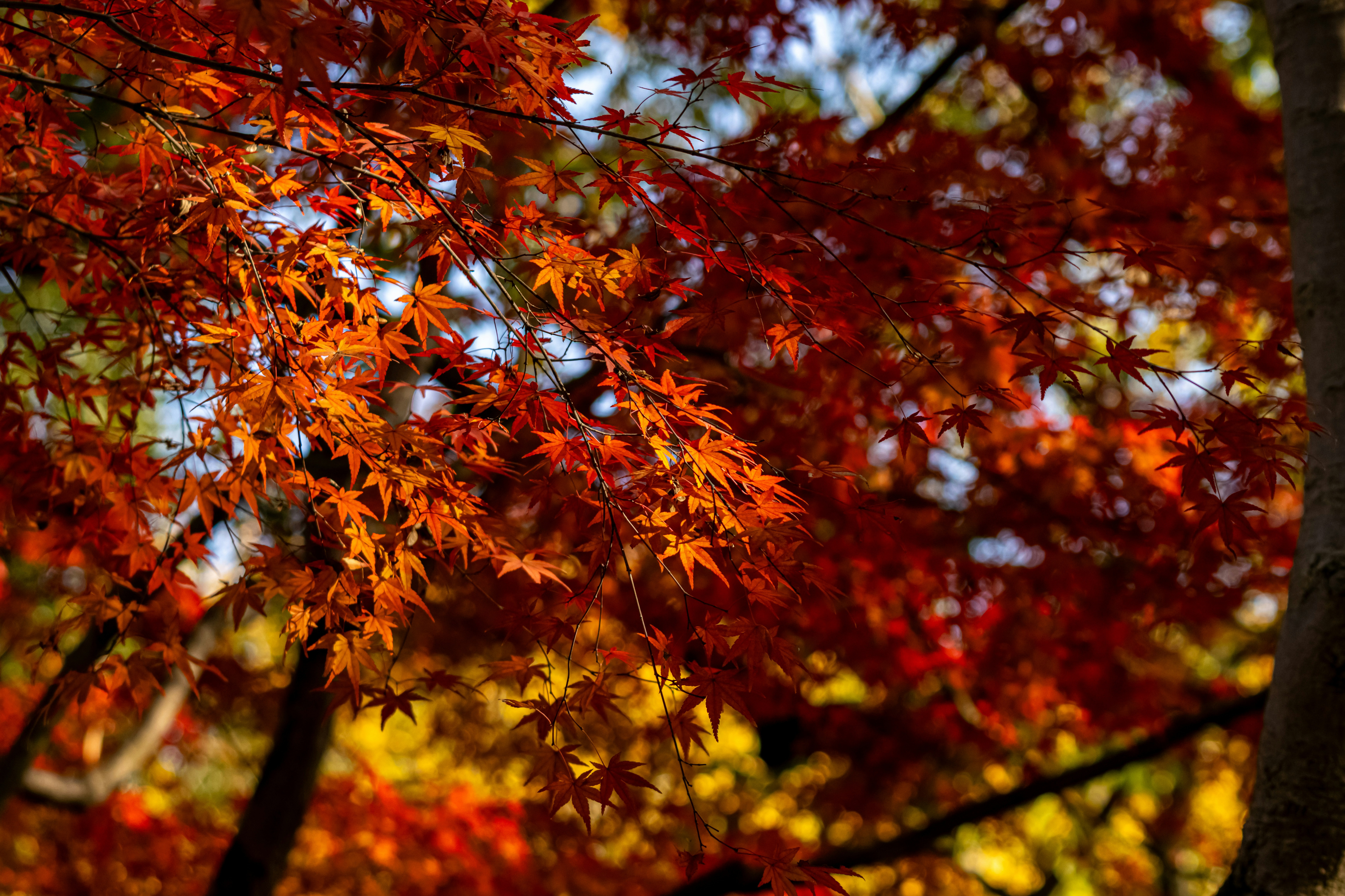 Crimson Maple Canopy in Sunlit Autumn Mosaic