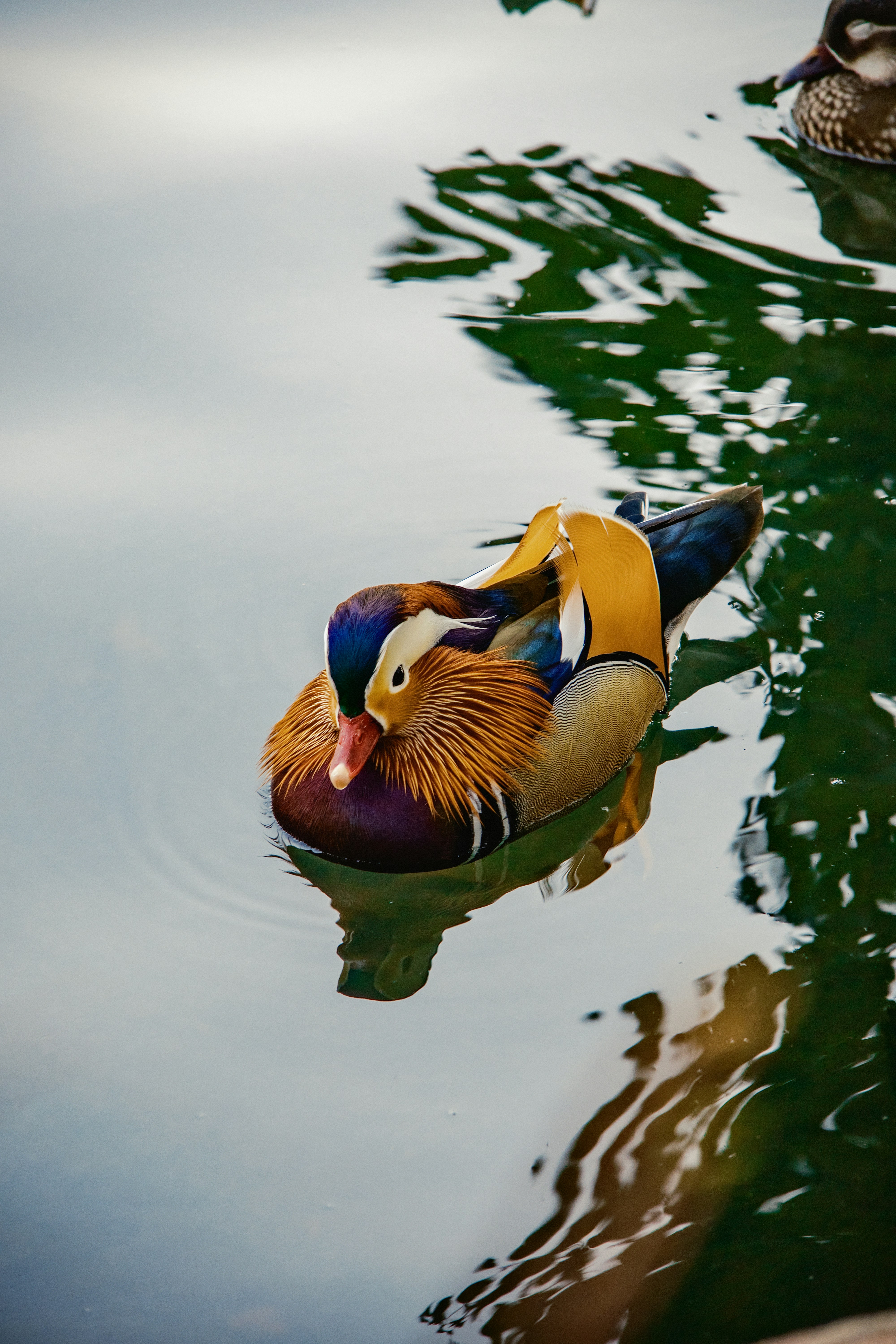 Vibrant Mandarin Duck on a Tranquil Mirror