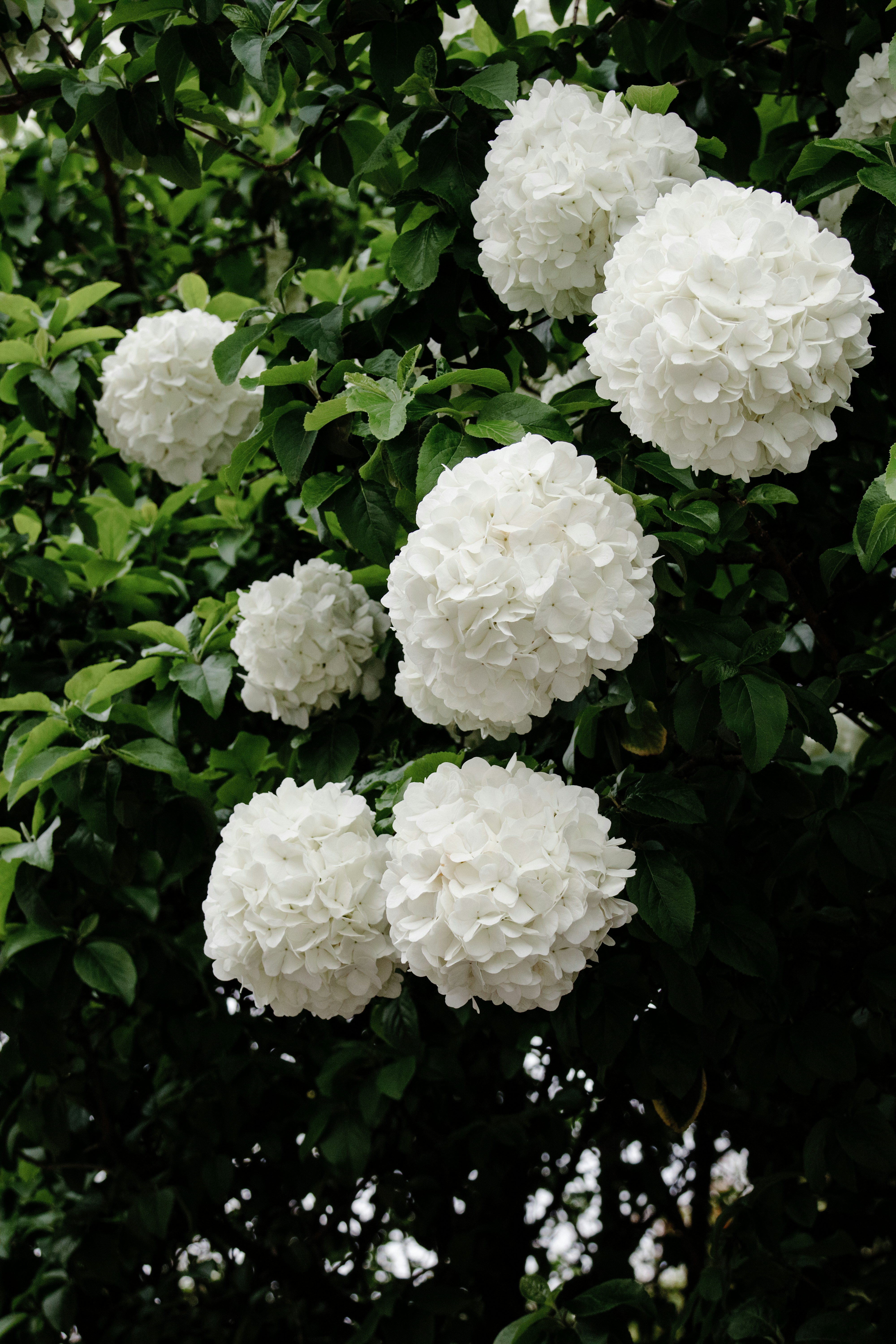 White hydrangea cluster bloom amid glossy green backdrop