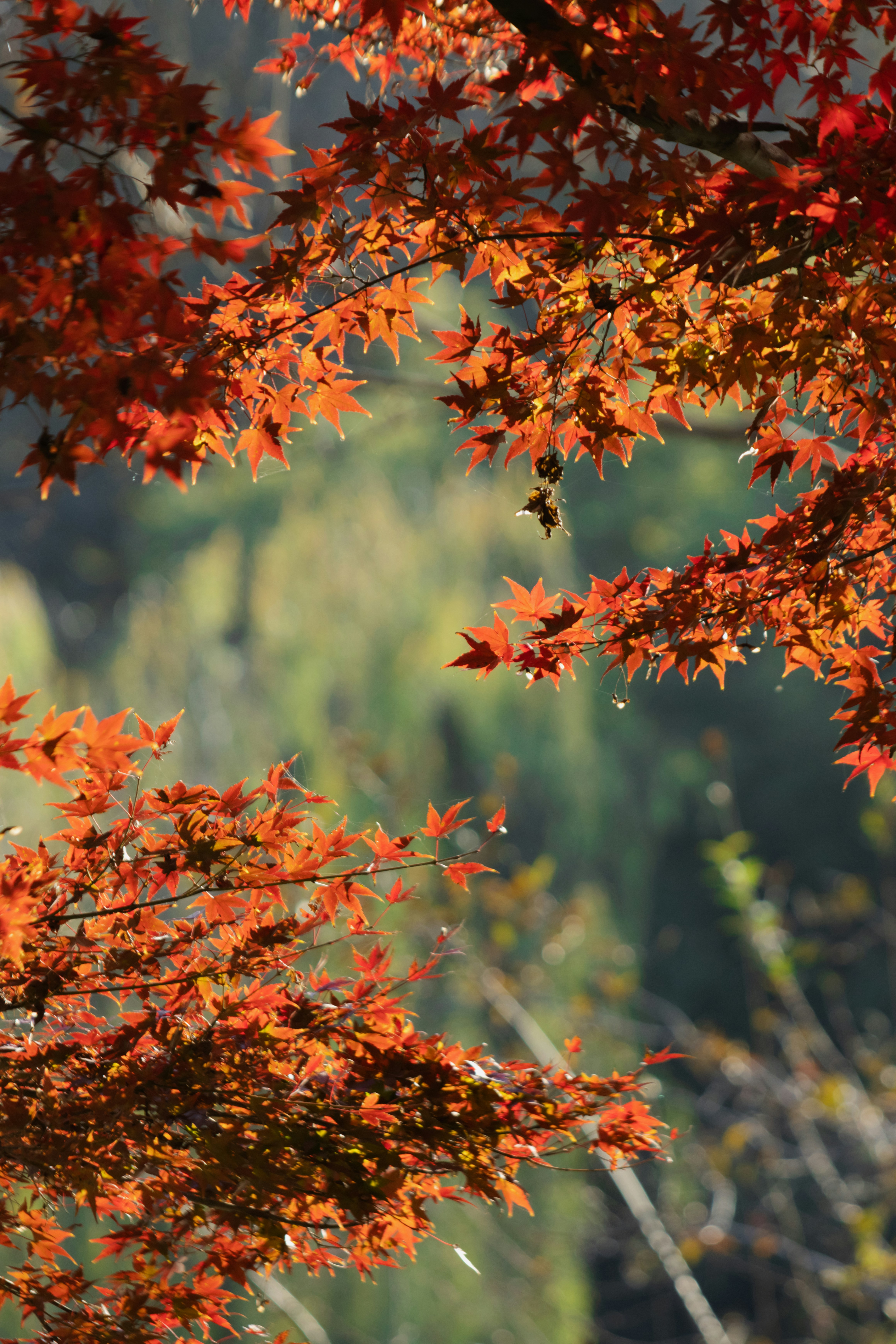 Crimson Maple Boughs in Autumn Light