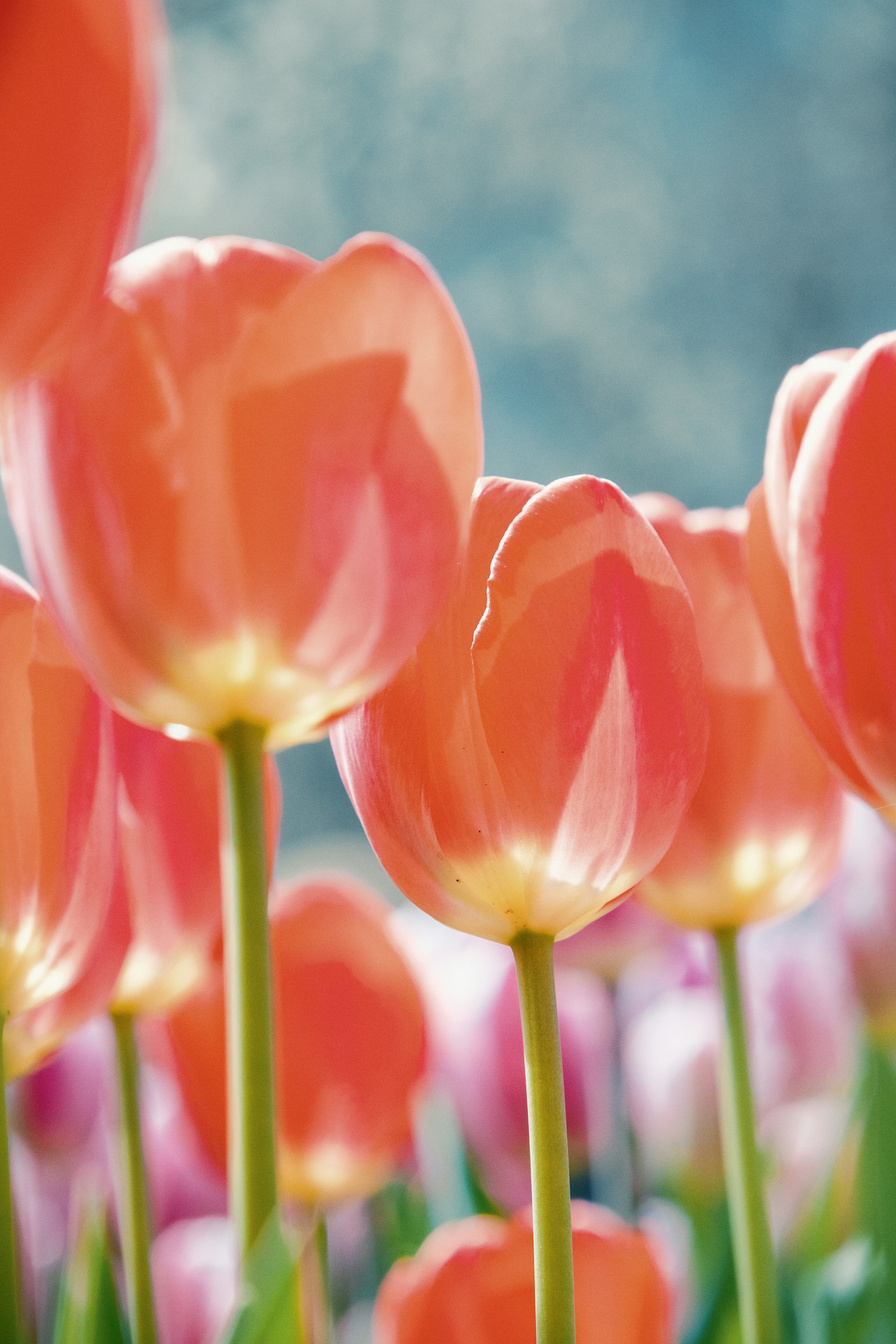 Peach Tulips in Soft Backlight