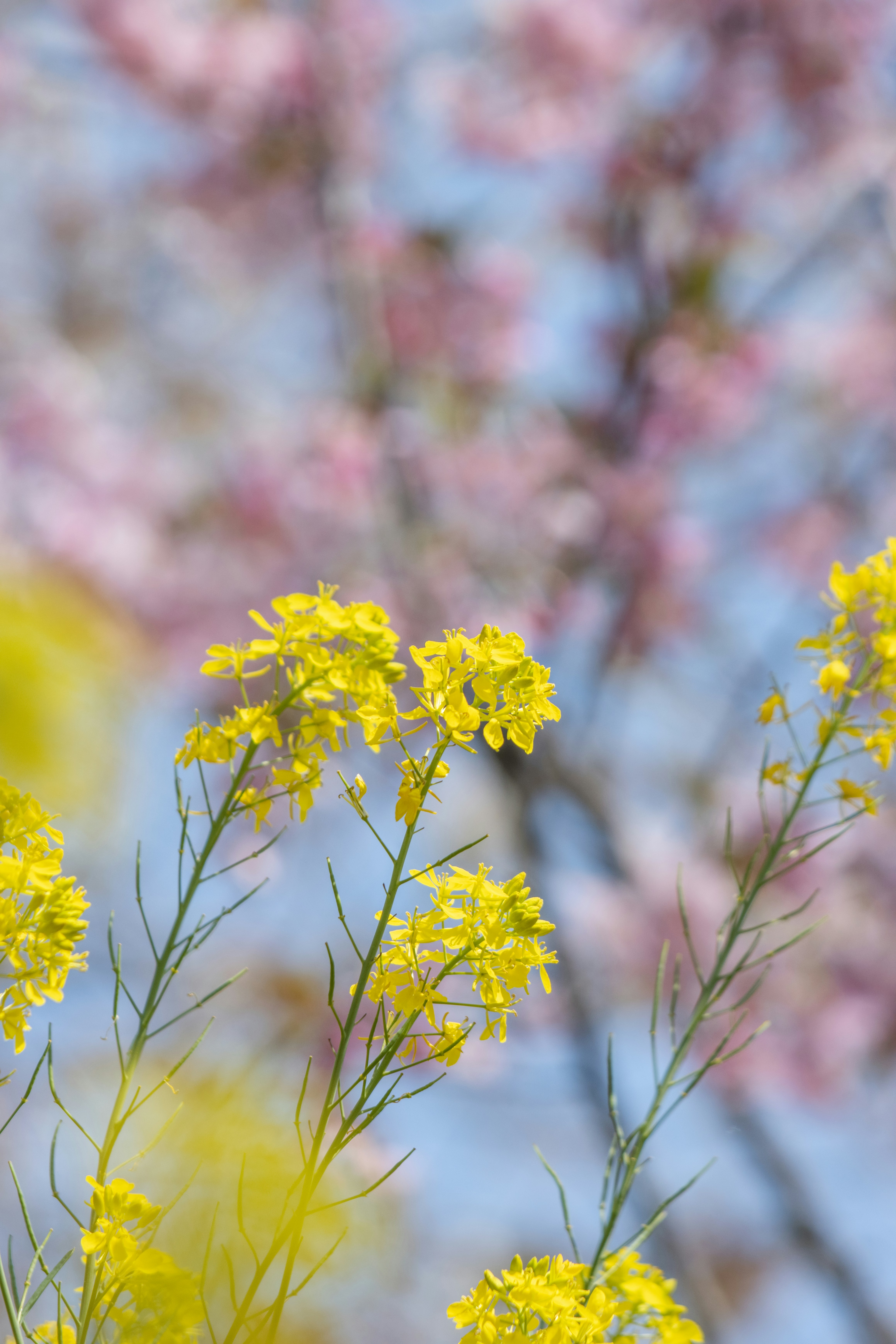 Golden Blooms in Soft Focus Under Spring Sky