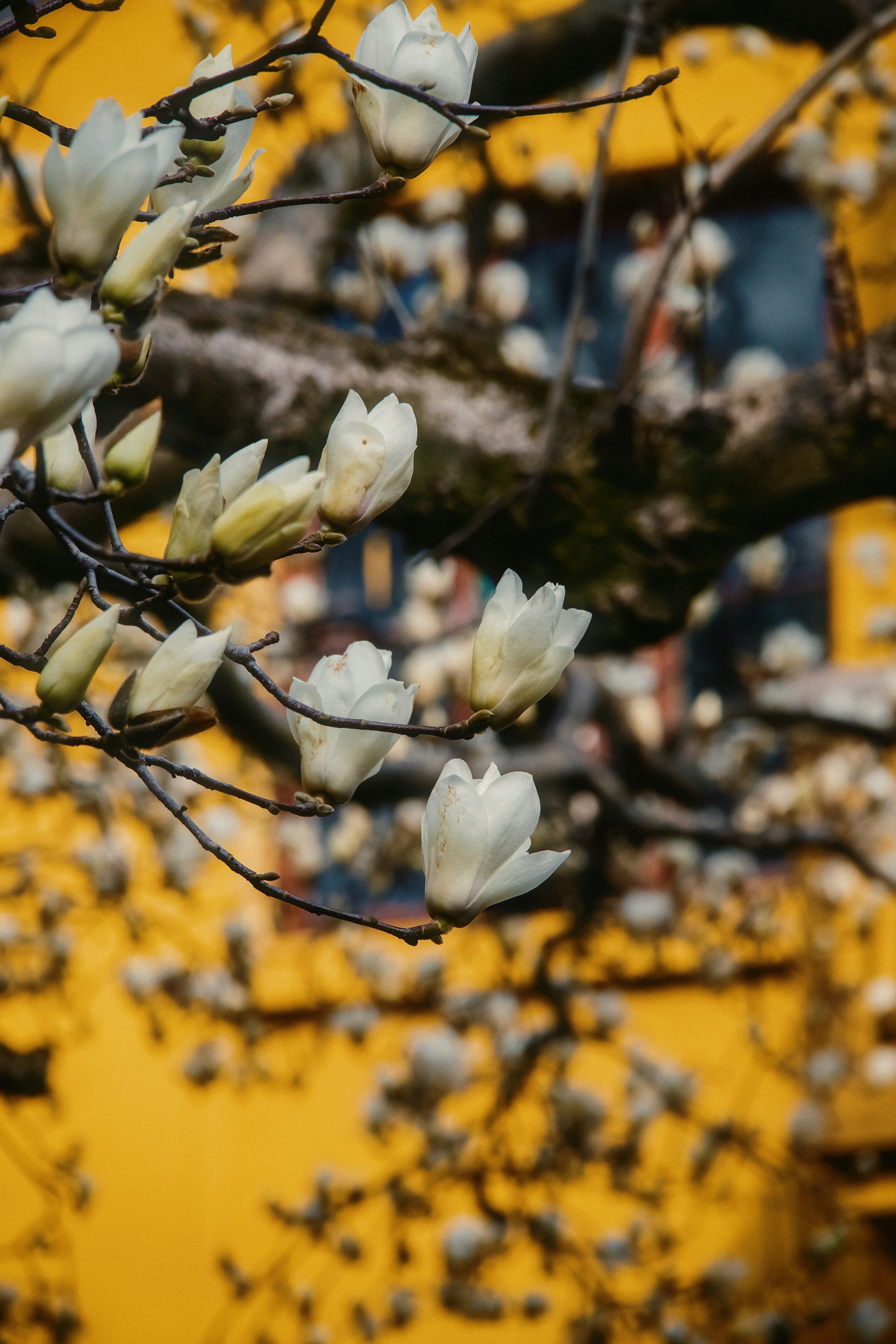 Gentle Magnolia in the Golden Courtyard