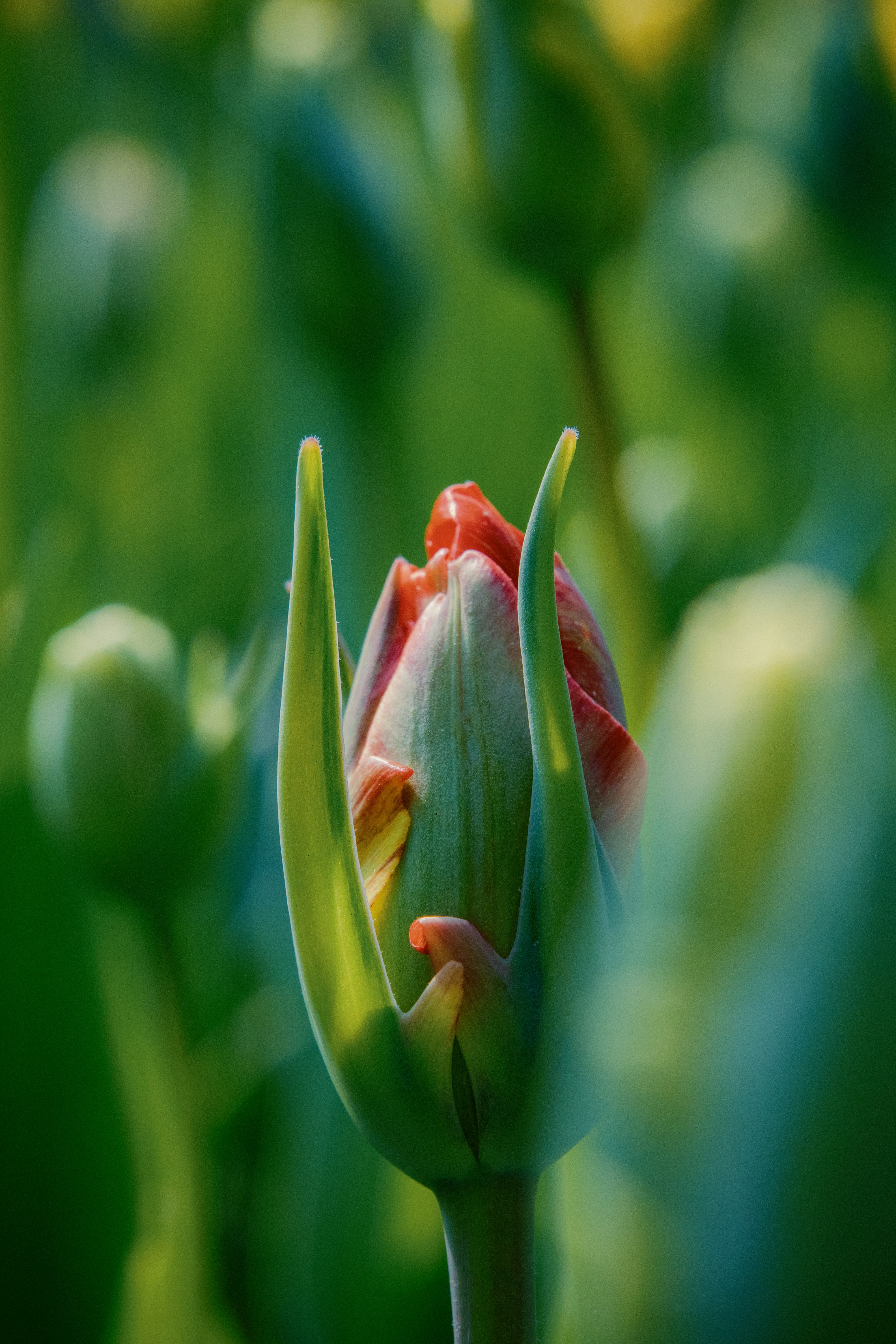 Emerging Tulip Bud: A Close-Up Portrait in Green