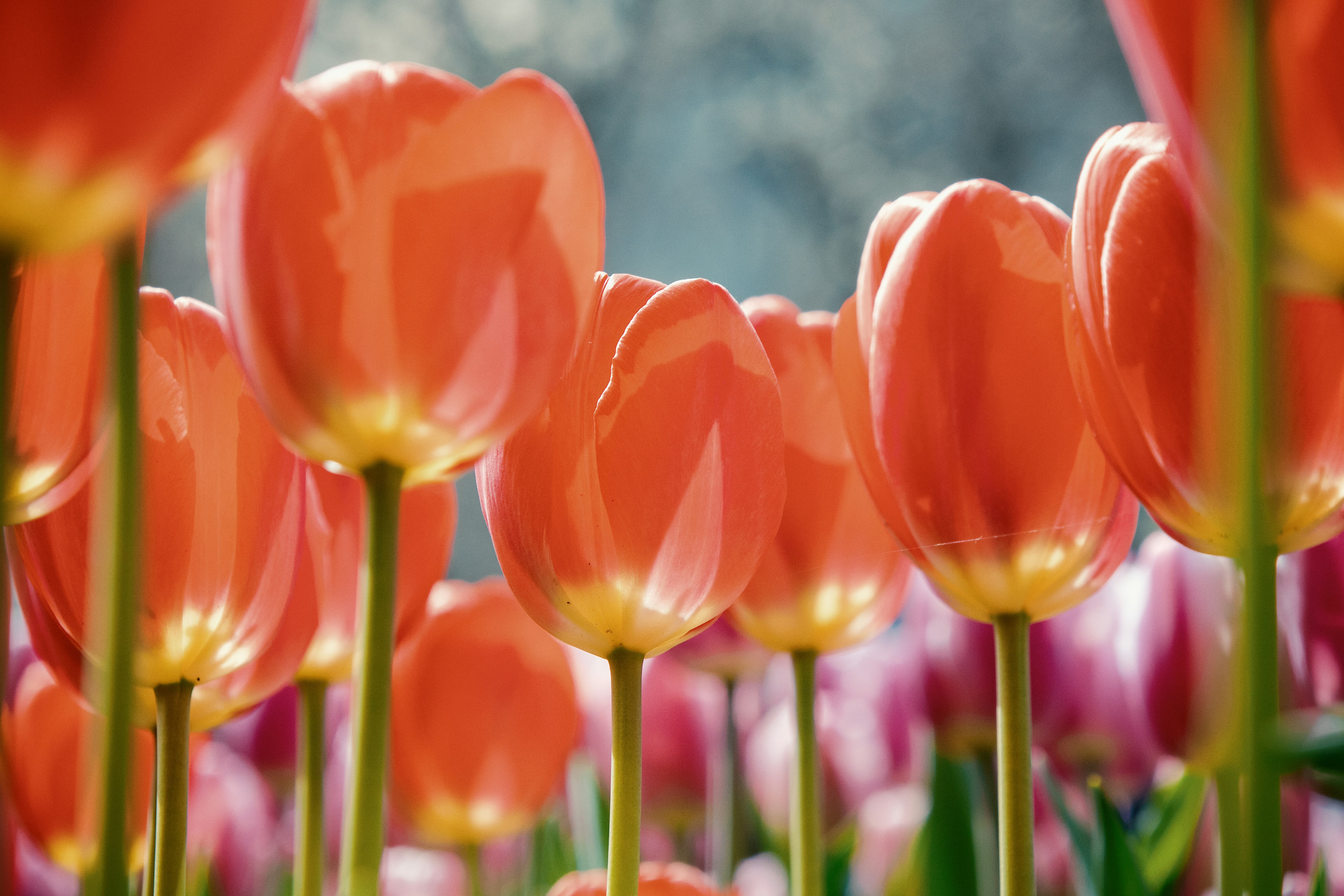 Tulip Heads Rising: Coral Petals in a Sea of Spring