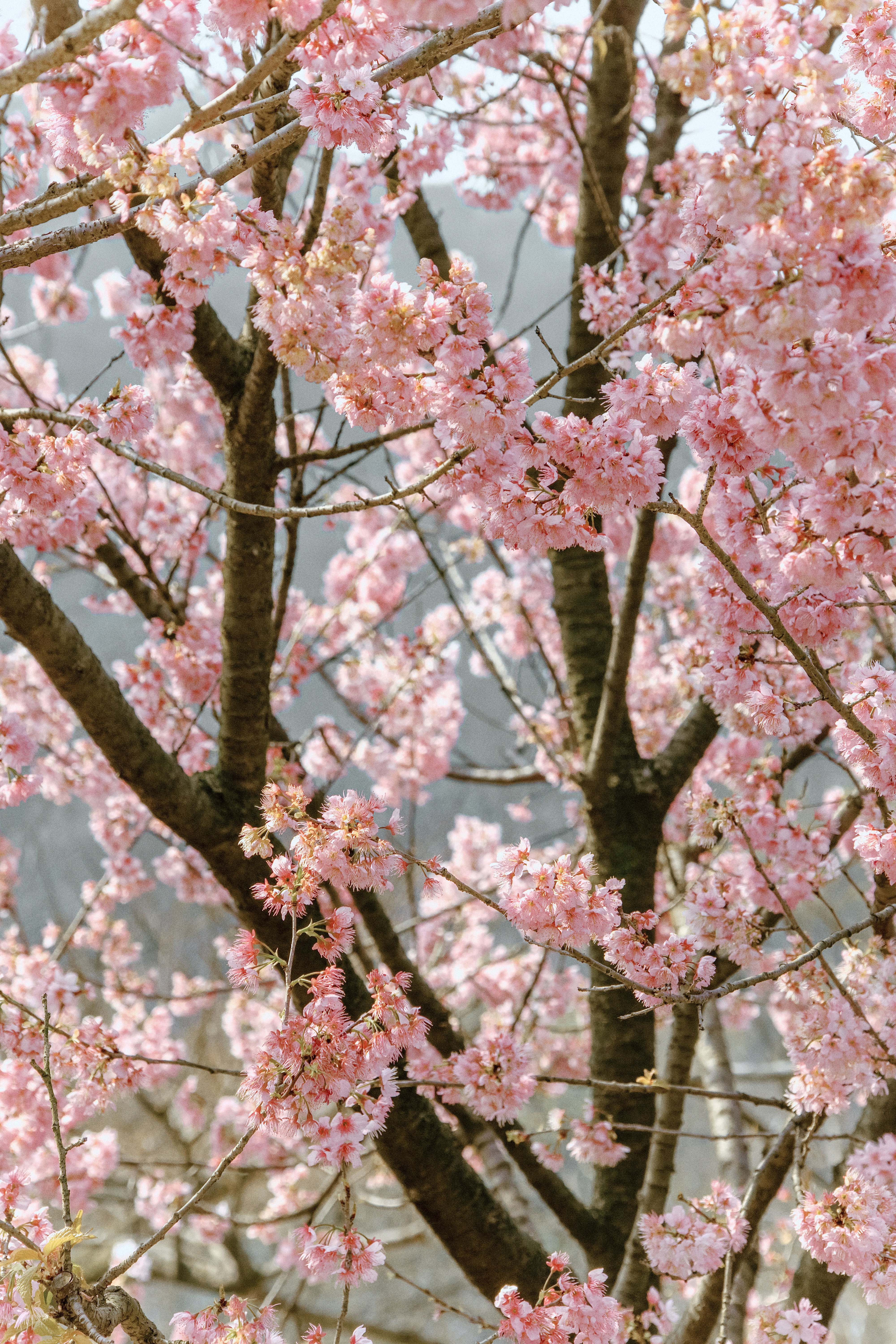 Blossoms on Quiet Branches