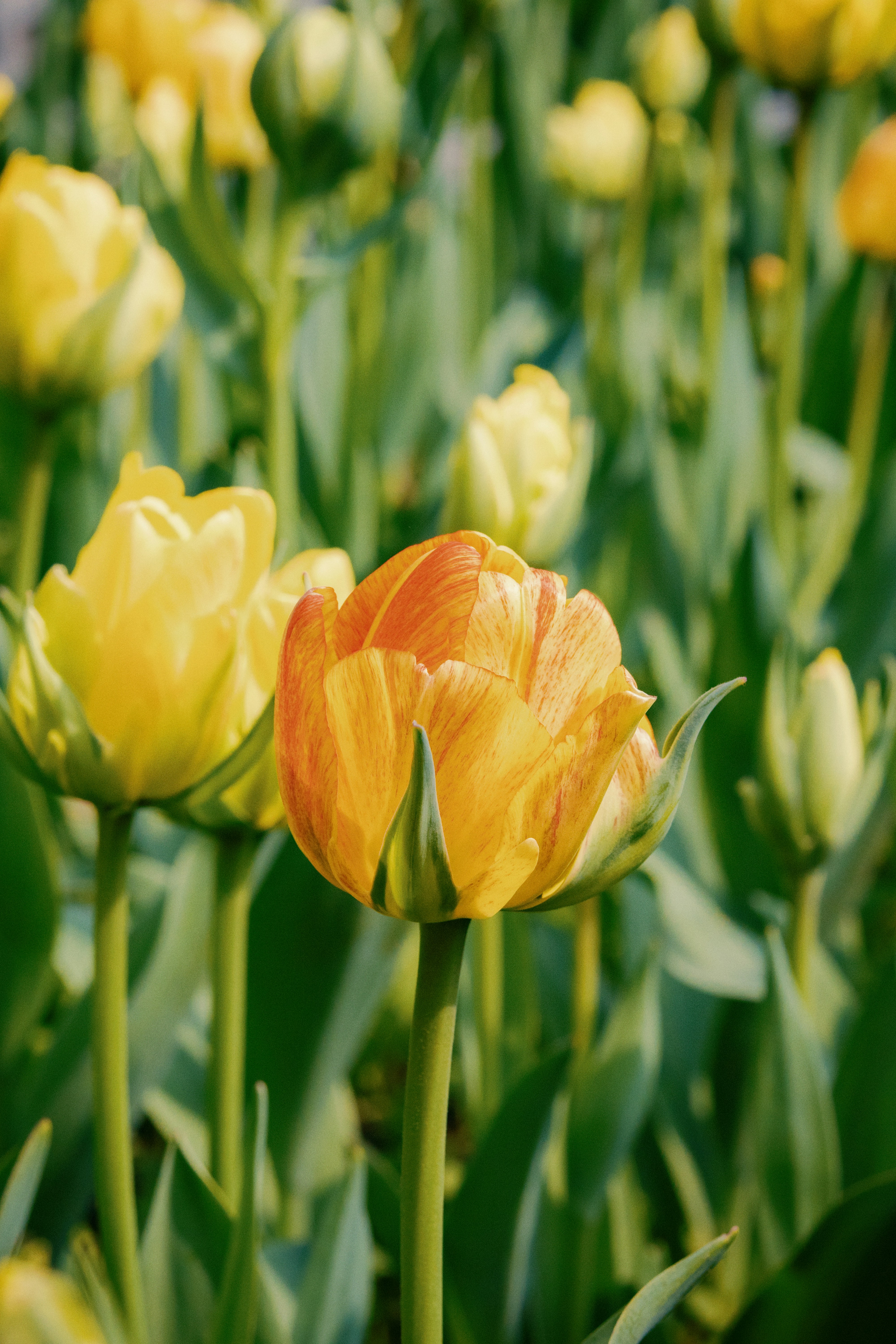 Amber Tulip in a Field of Golden Blooms