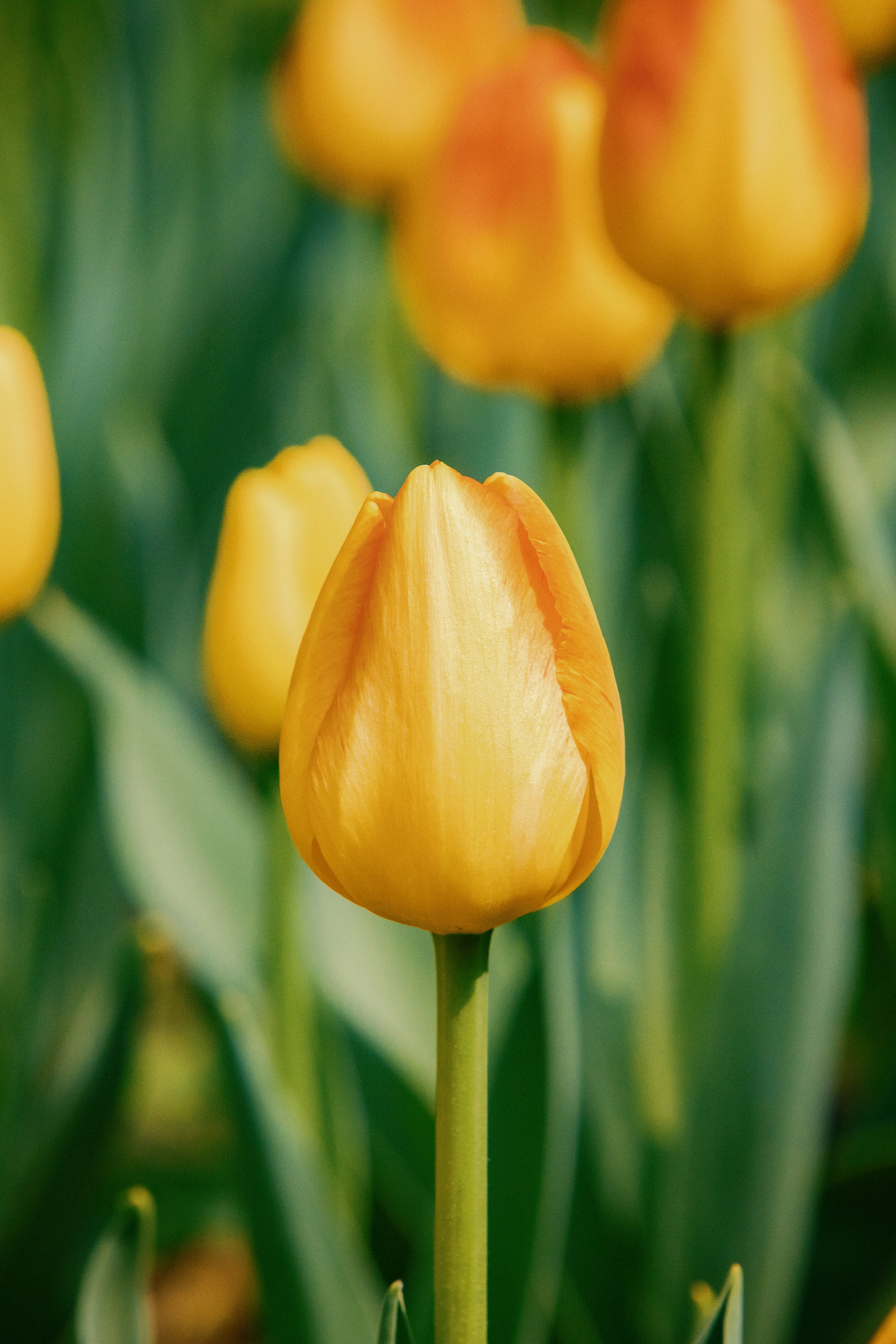 Centered Tulip in a Field of Golden Petals