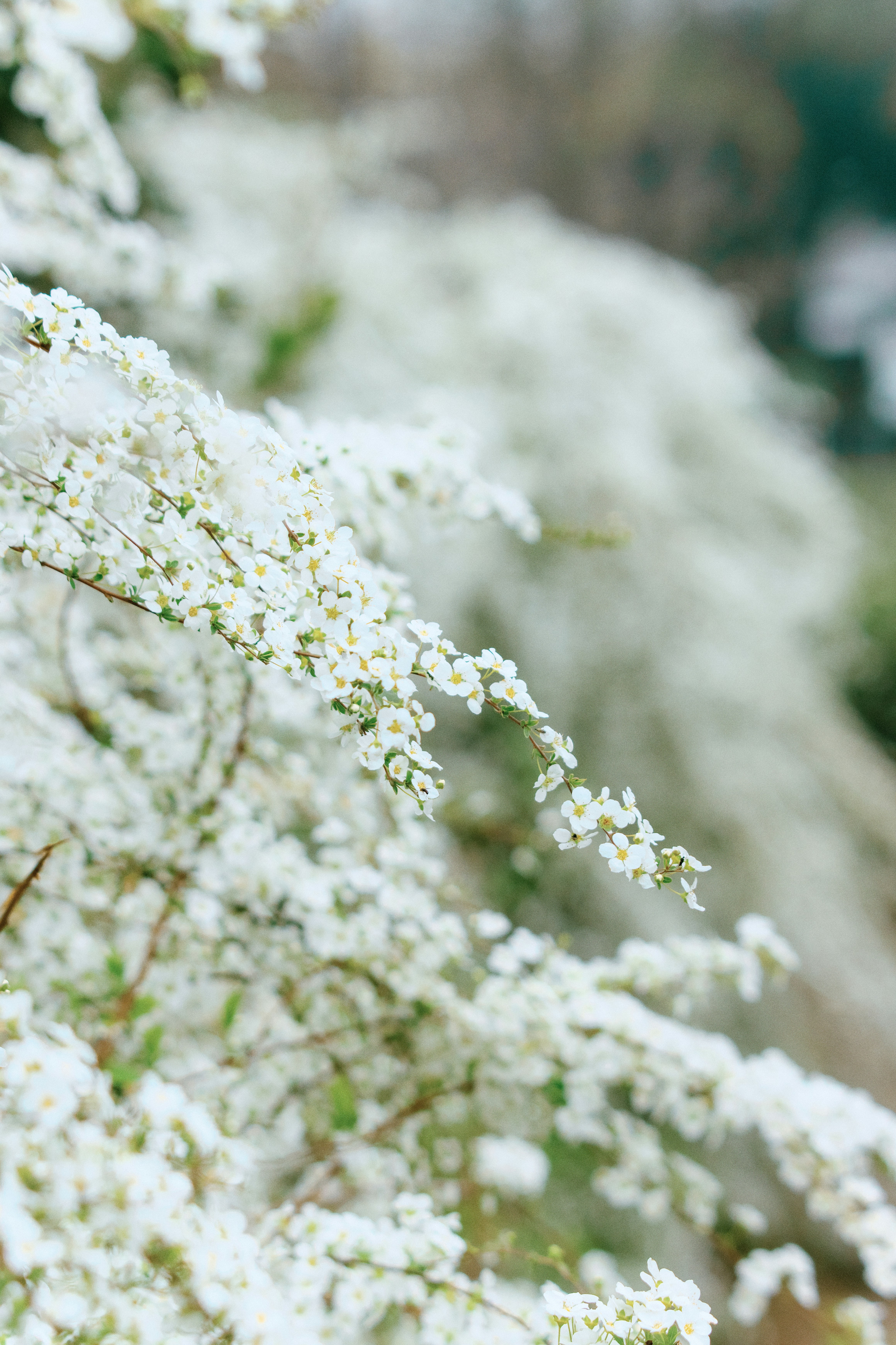 Whispers of White: A Cascade of Tiny Blooms