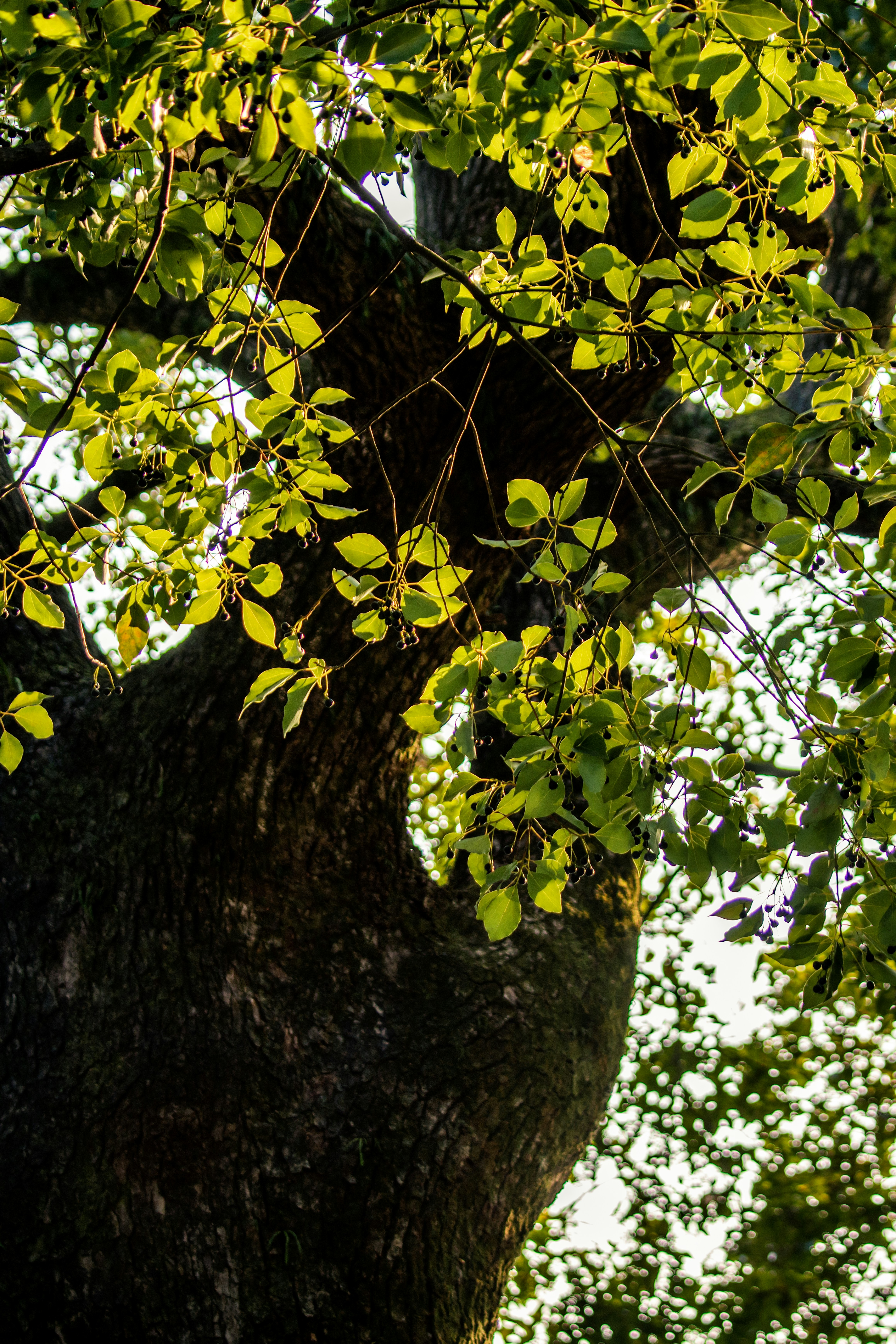Sunlit ivy and gnarled trunk: secrets of a quiet canopy