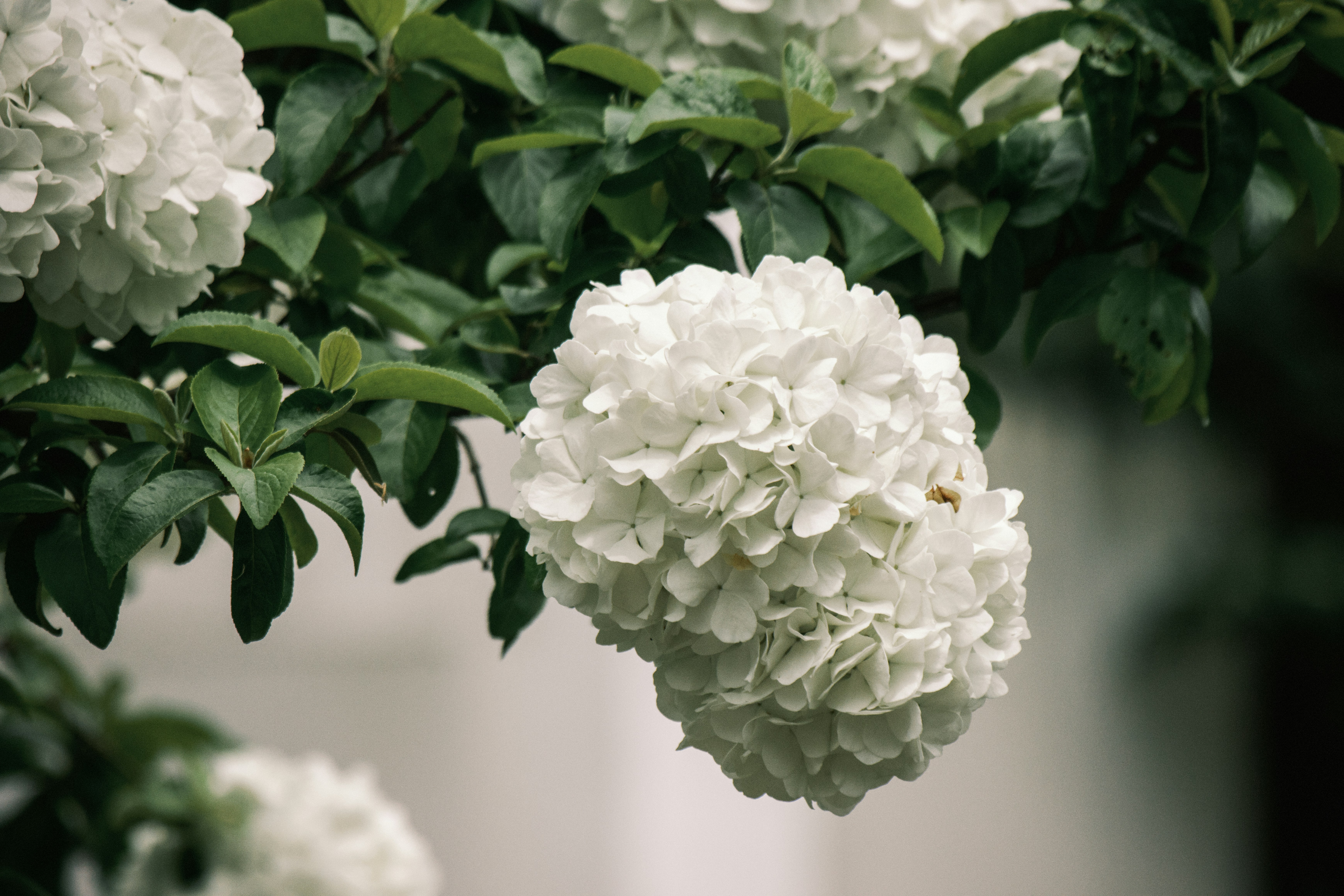 Hydrangea in Focus: A Quiet Corner of Bloom