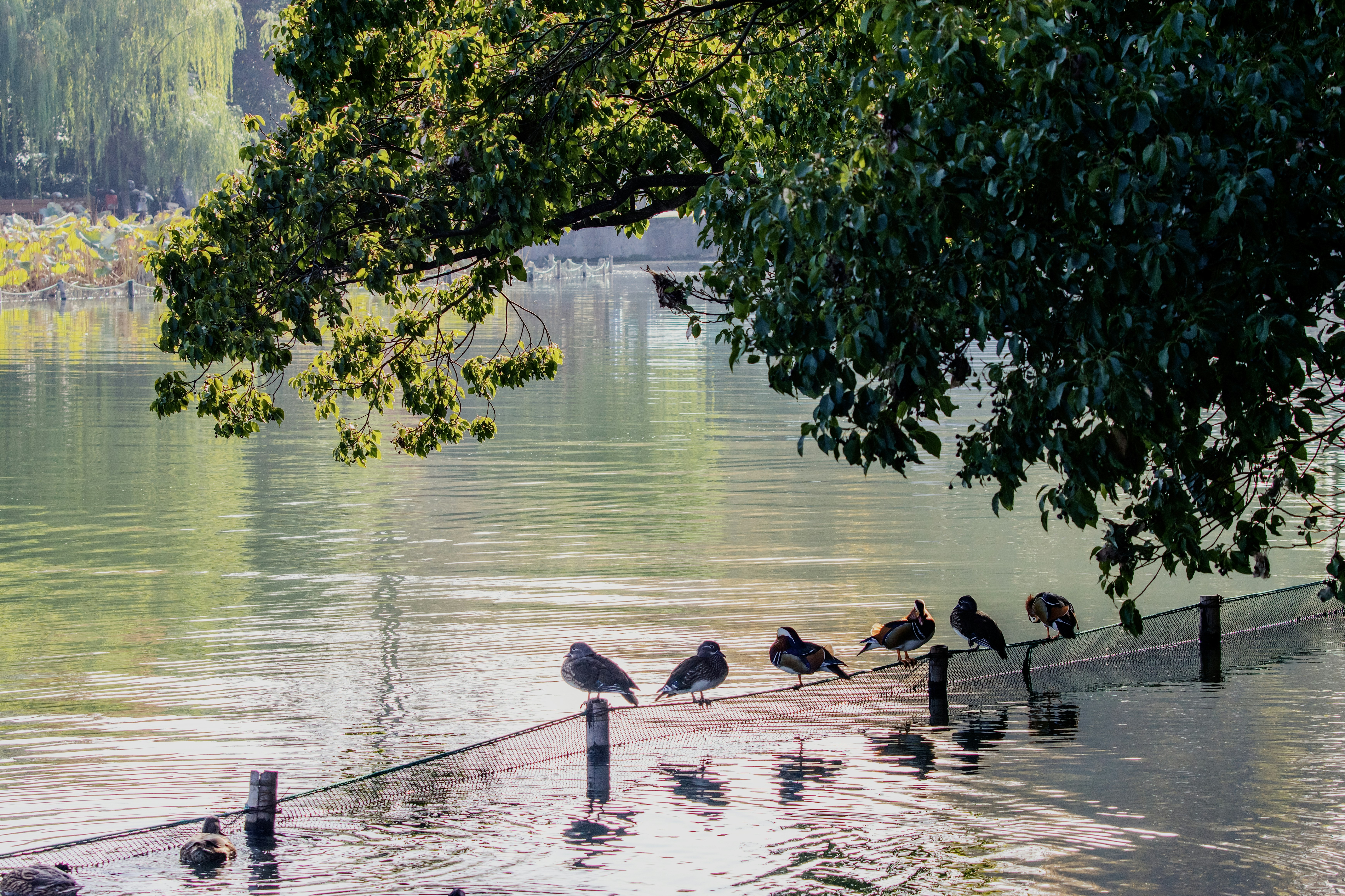 Riverside Perch: A Line of Shorebirds at Dusk