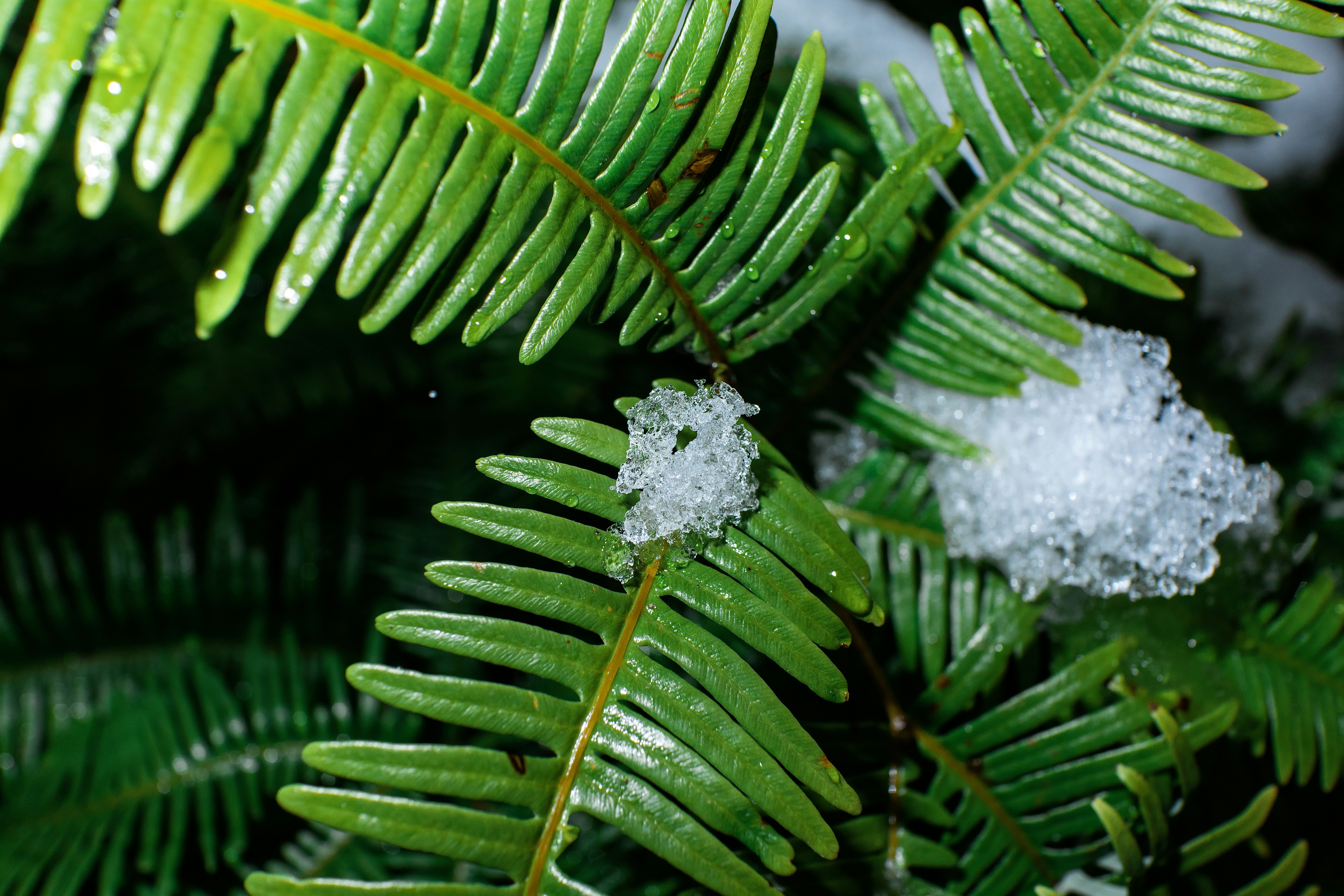 Snow-kissed Fir Needle Amid Green Fronds