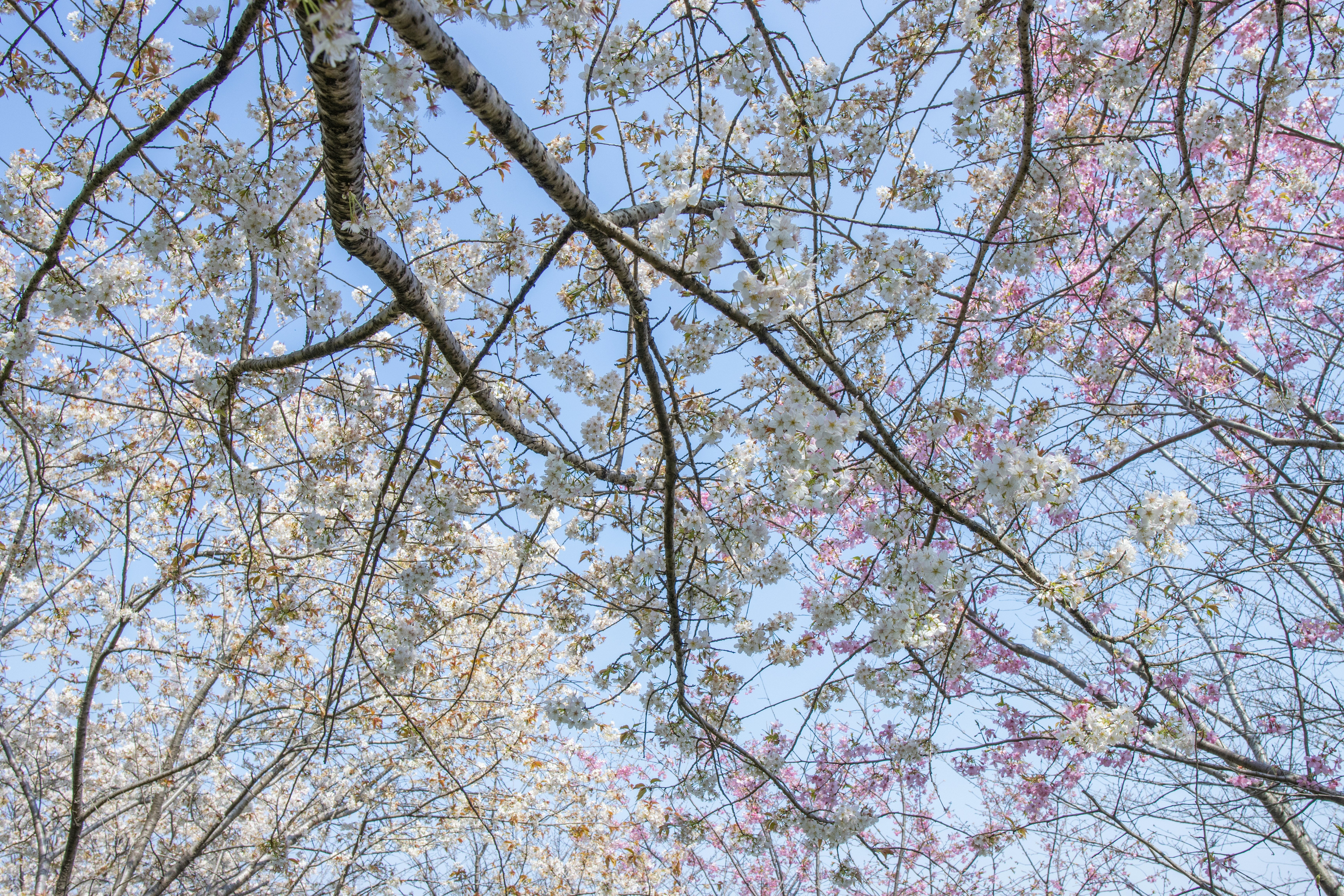 Branch Network in Bloom: Skyward Perspective Through Spring Angles