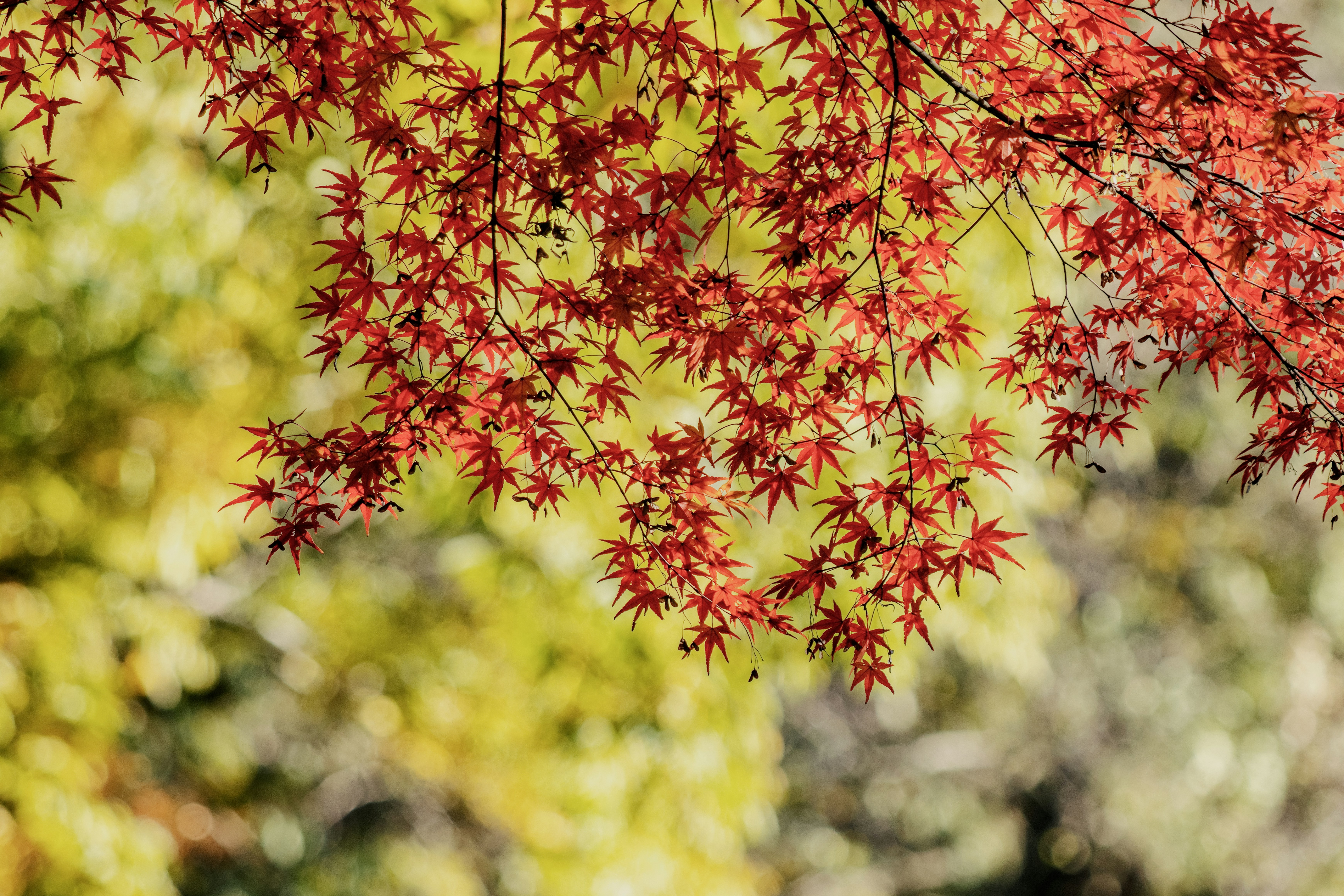 Crimson Maple Threads Against a Blurred Autumn Backdrop