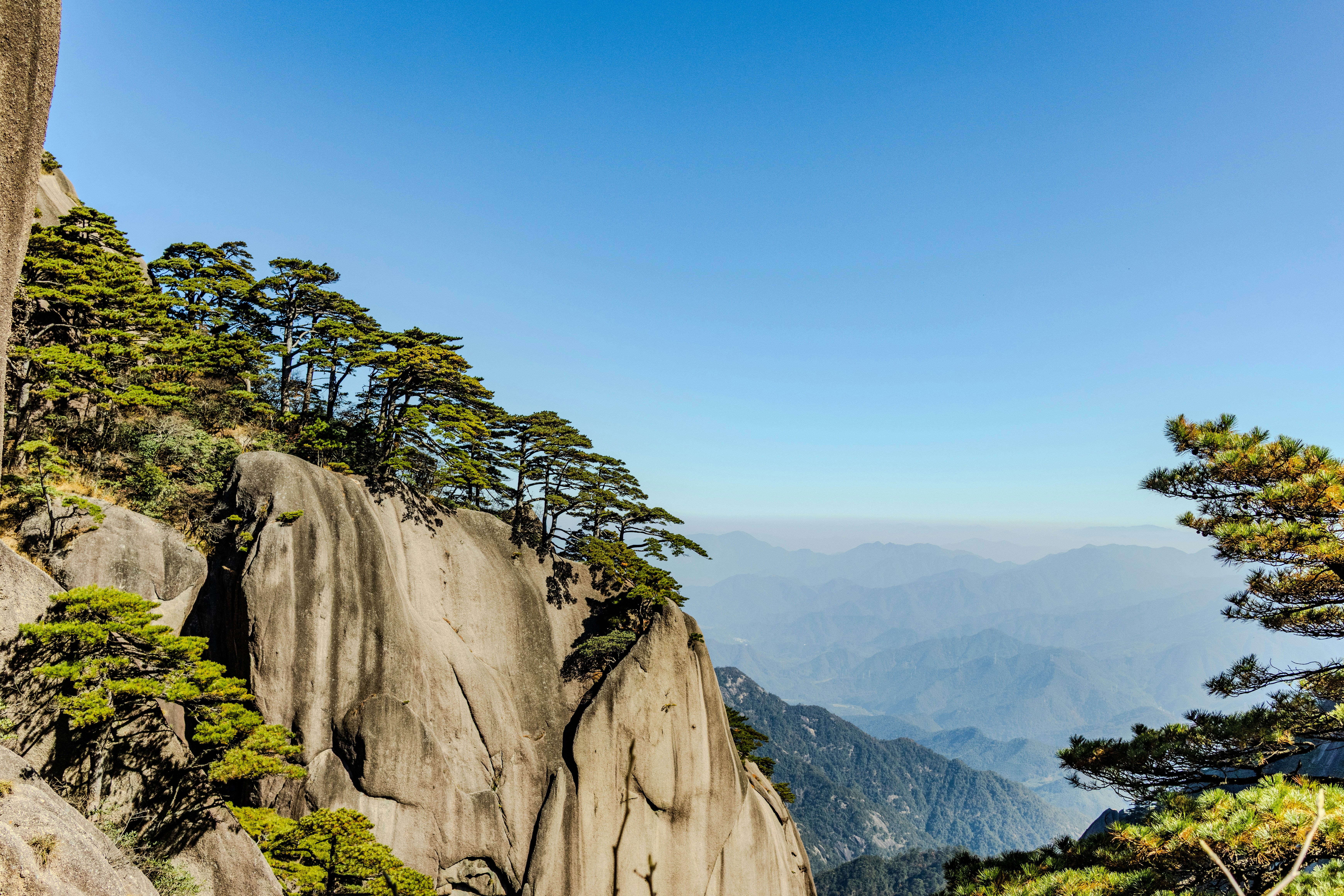 Skyline Edge: Wind-sculpted pines on granite cliffs above a sea of blue Mists