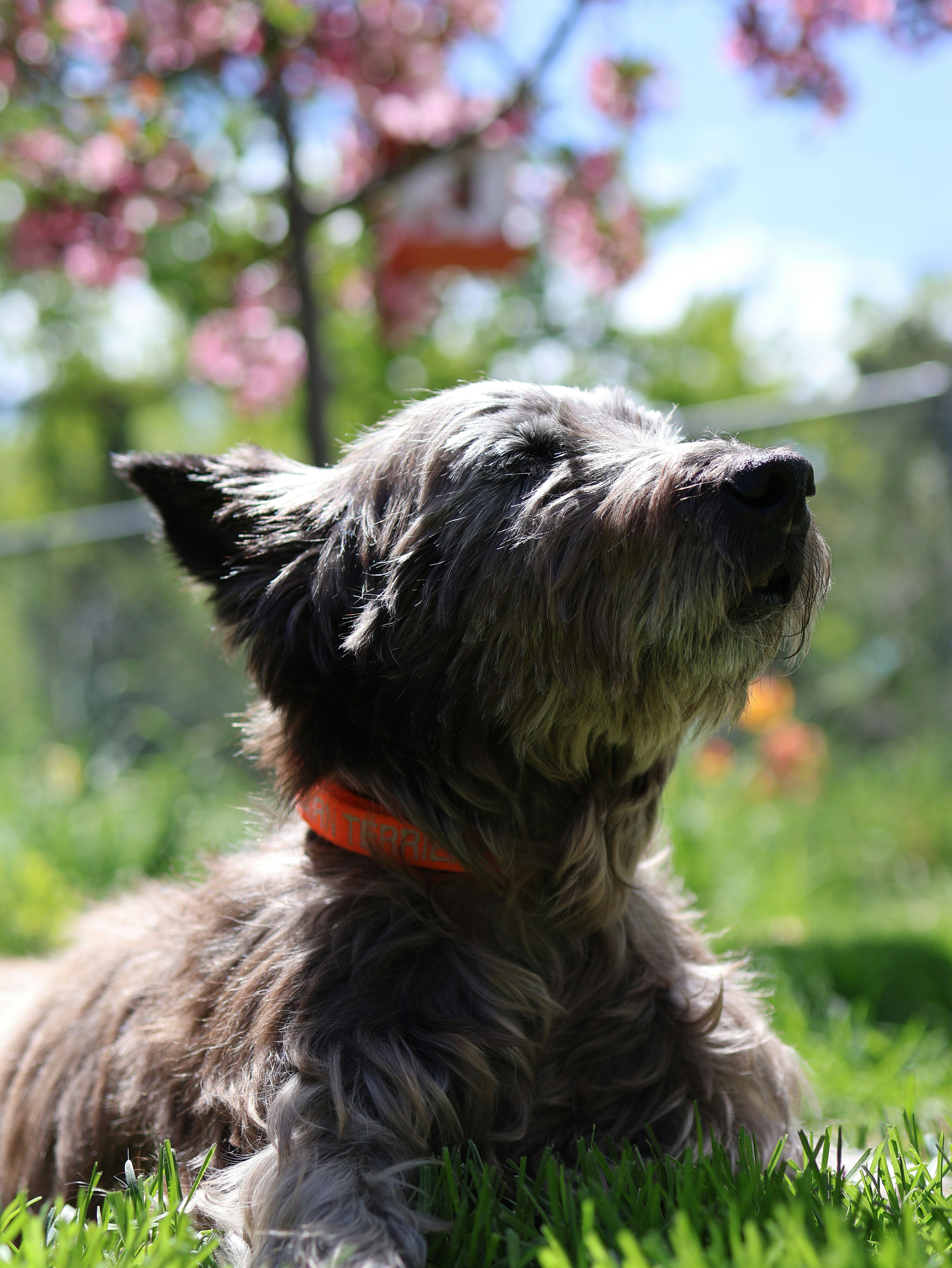 Sunlit Schnauzer in Blooming Backyard
