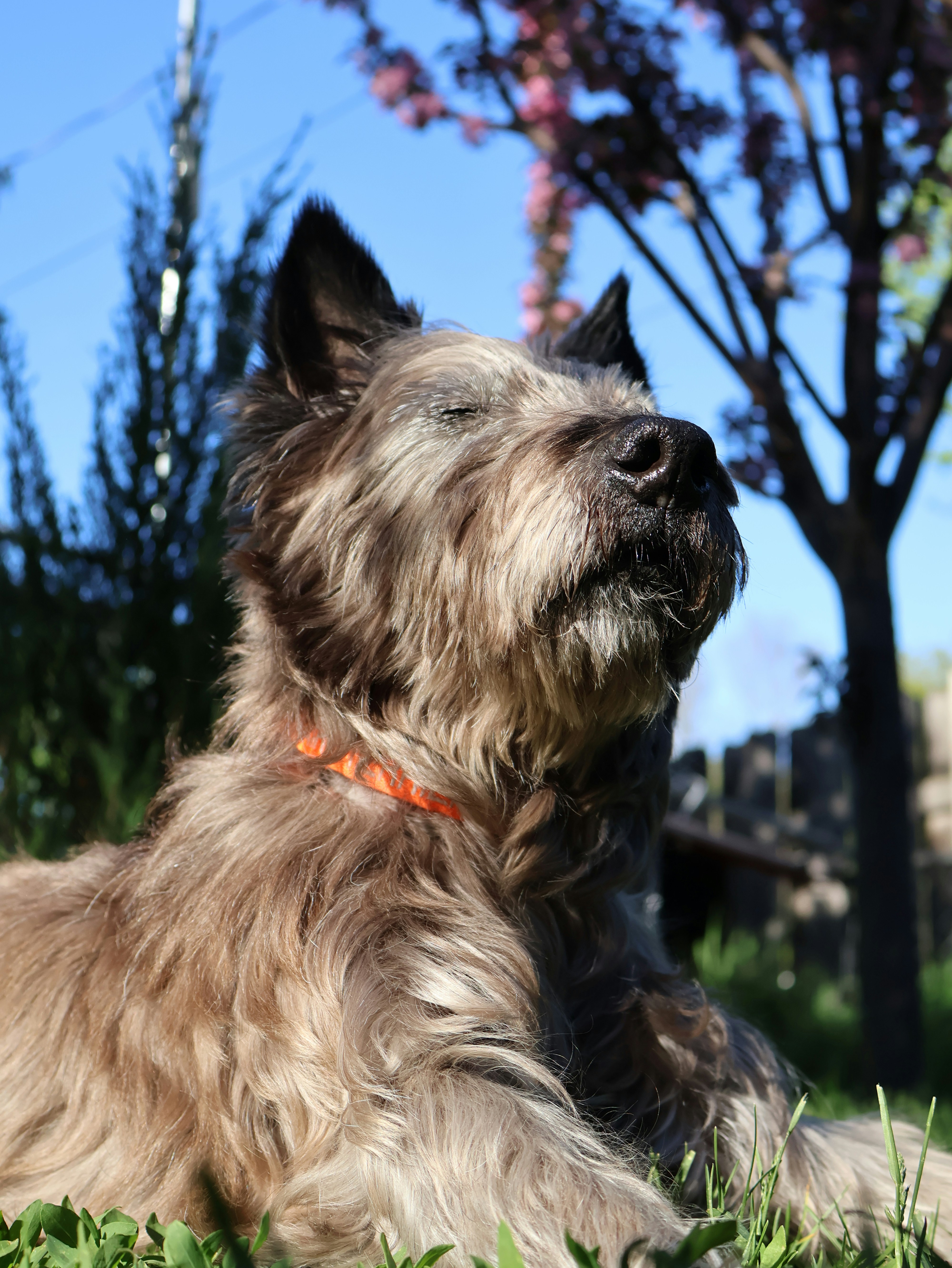 Shaggy dog lies in grass under blooming tree. photo – Free Animal Image ...