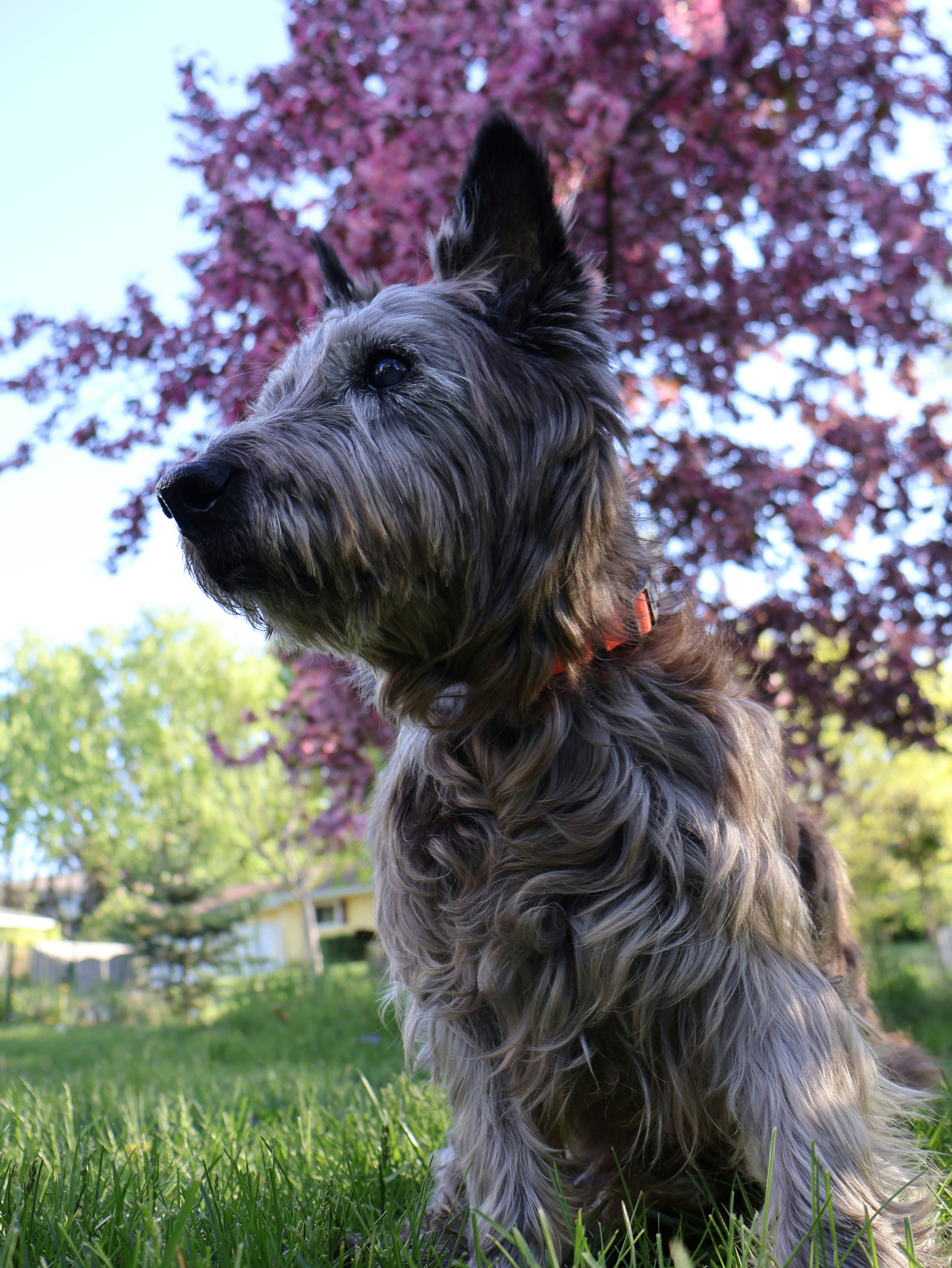 Portrait of a attentive terrier in a sunlit garden with auburn blossoms