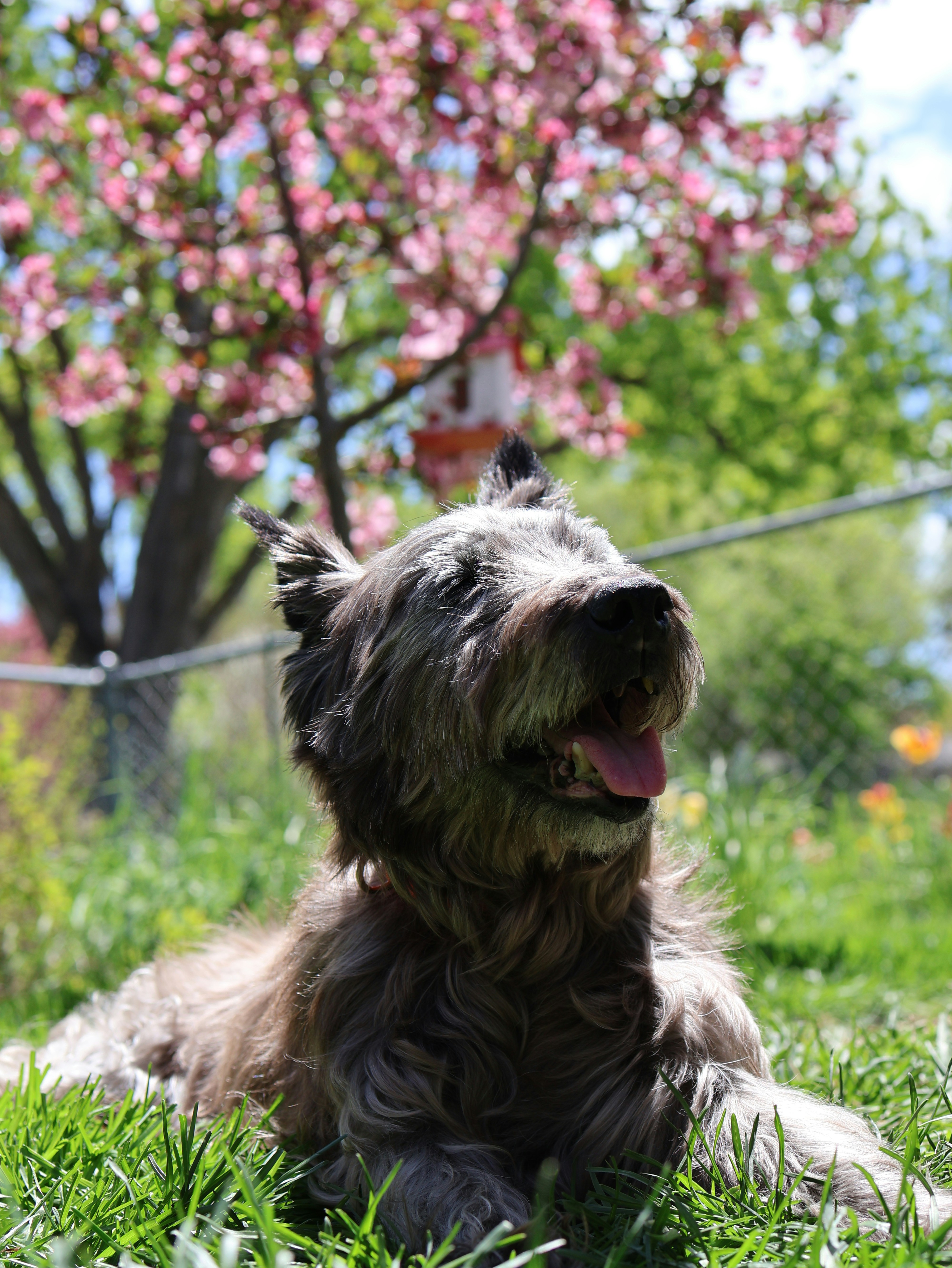 Joyful Schnauzer Amid Spring Bloom