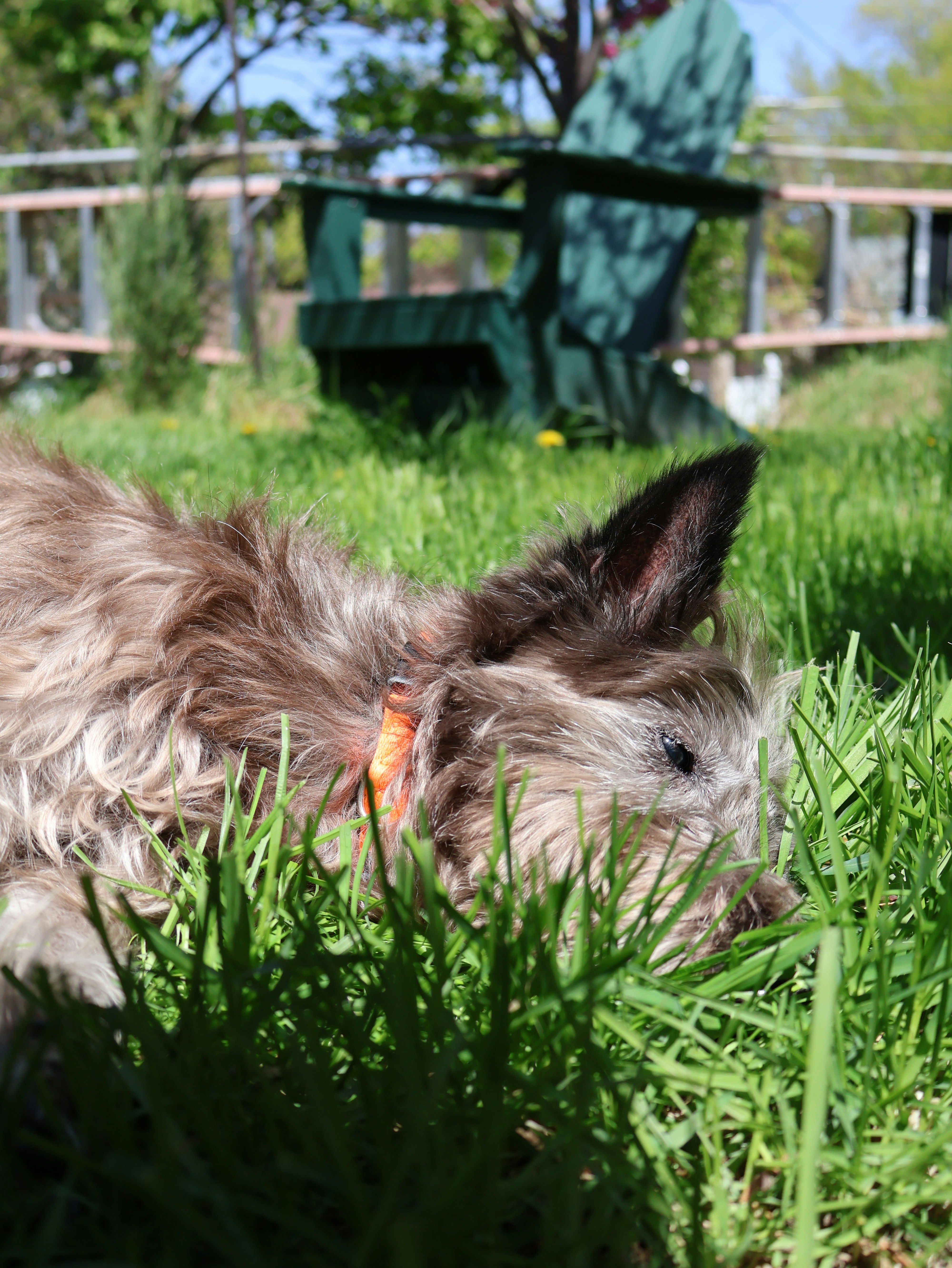 Mr. Chewie & Raspberry Spear Crabapple Tree