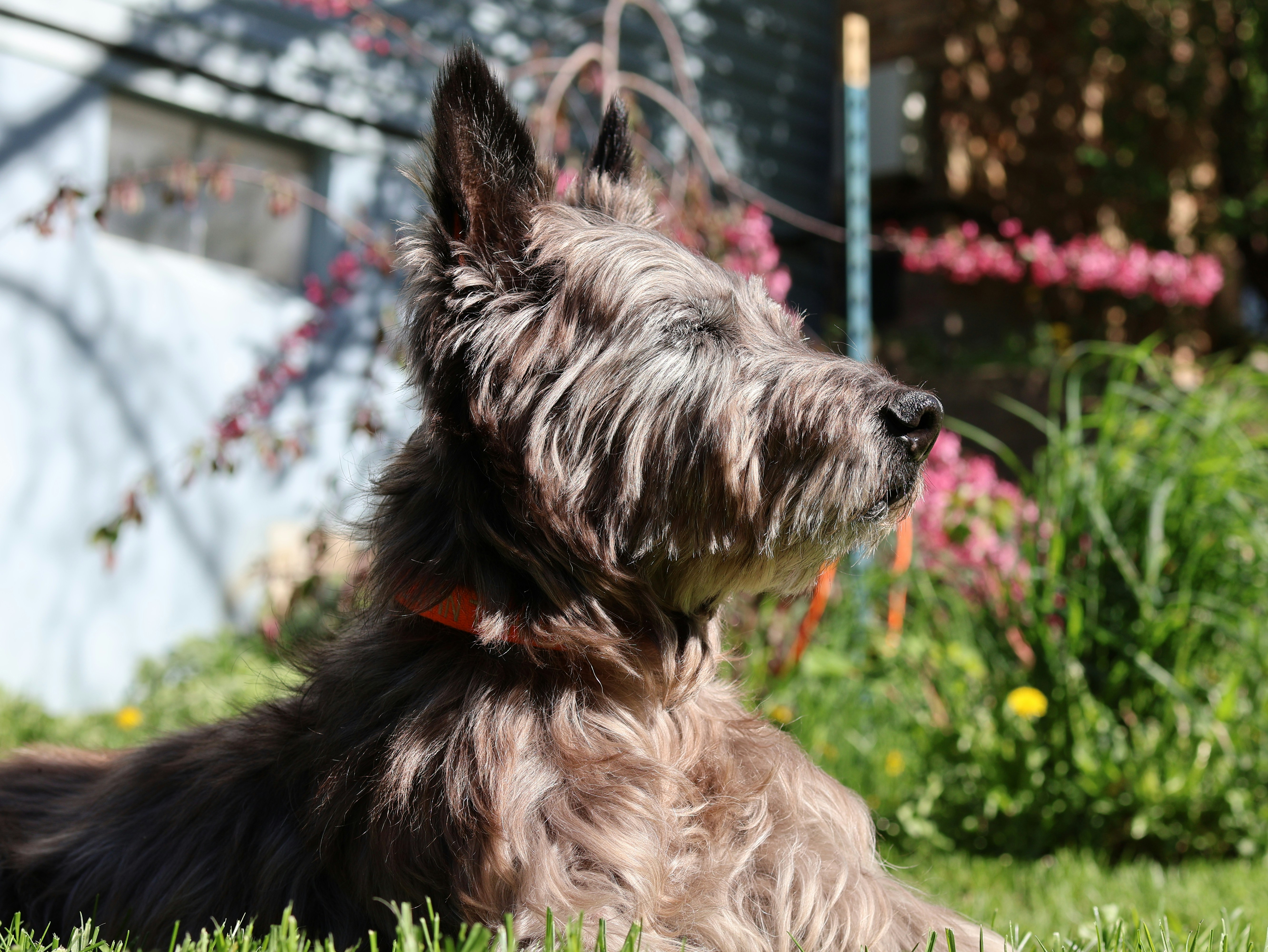 Profile in Petals: A Cairn Terrier Pose in a Sunny Garden