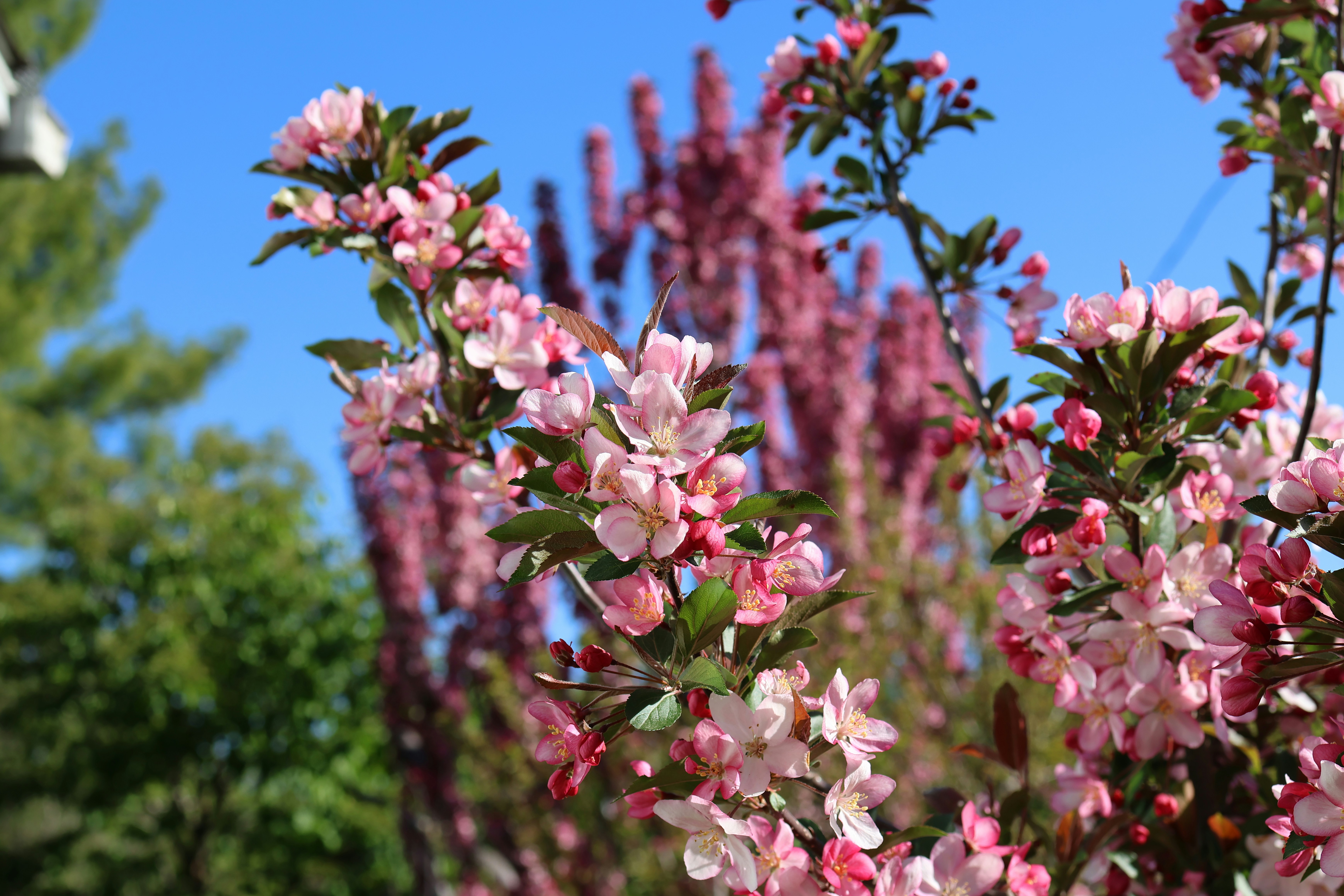 Blossoms in Focus: Pink Spring Blooms Against a Clear Blue Sky