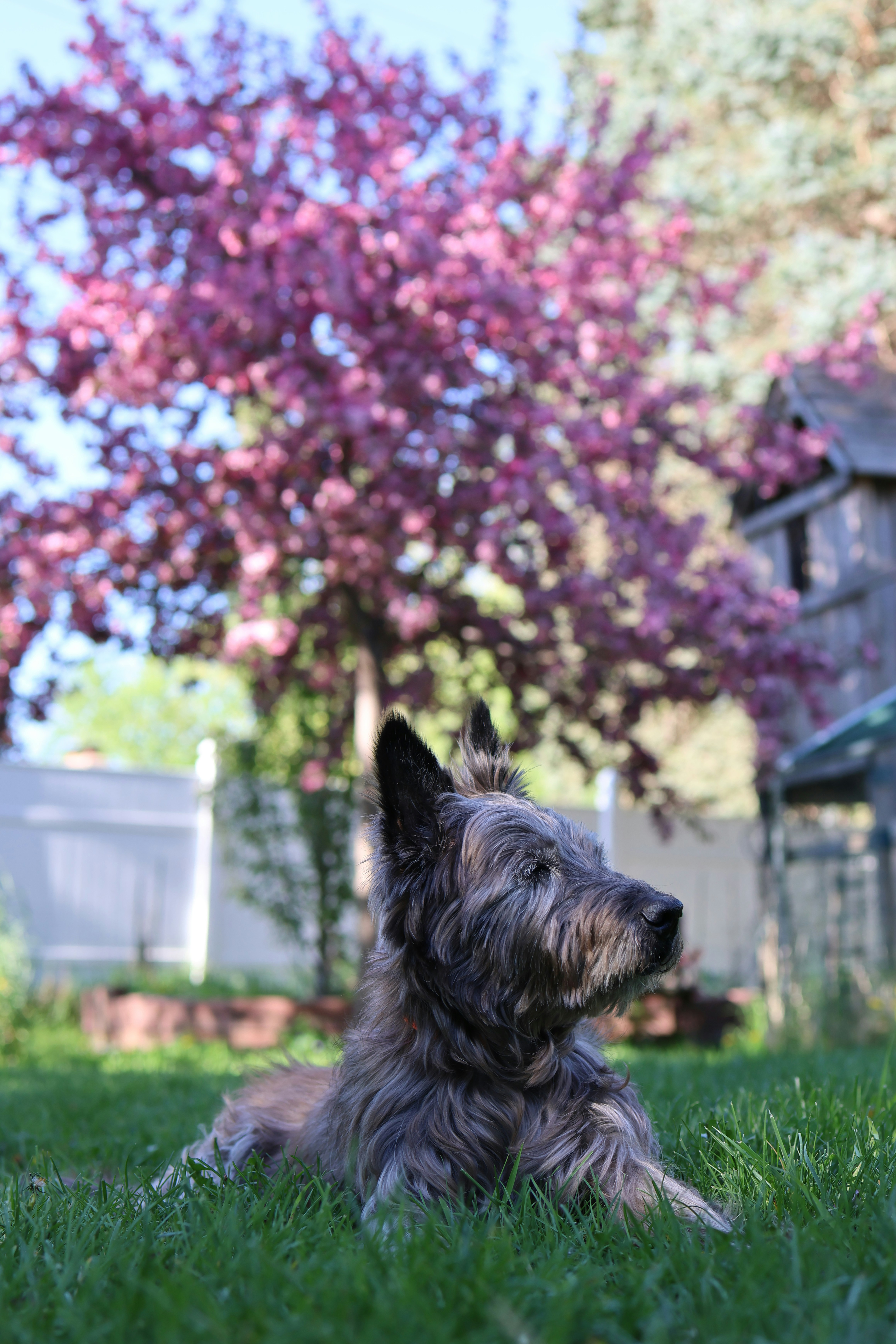 Centered in the Shade: A Terrier Portrait Against Blooming Pink